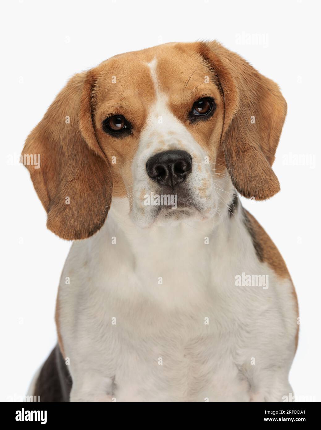 portrait picture of beautiful small beagle dog looking forward and ...