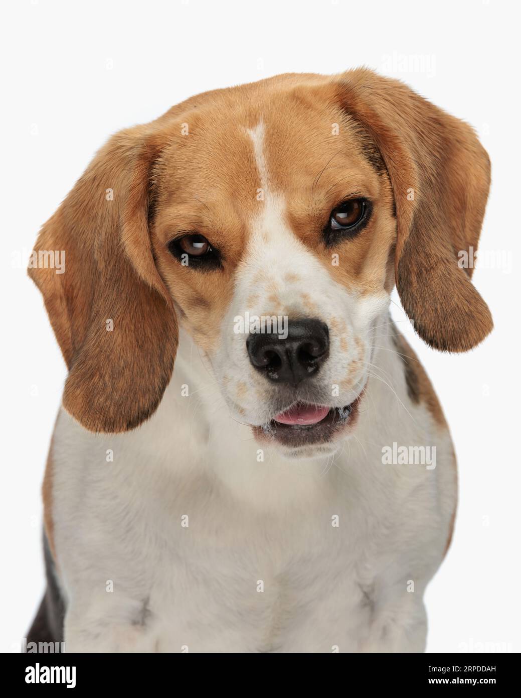 lovely little beagle dog opening mouth and panting while looking ...