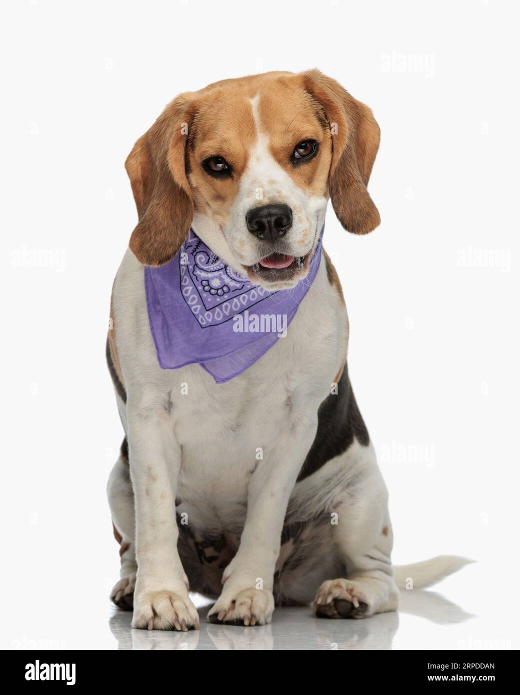 beautiful little beagle dog with purple bandana looking forward and ...