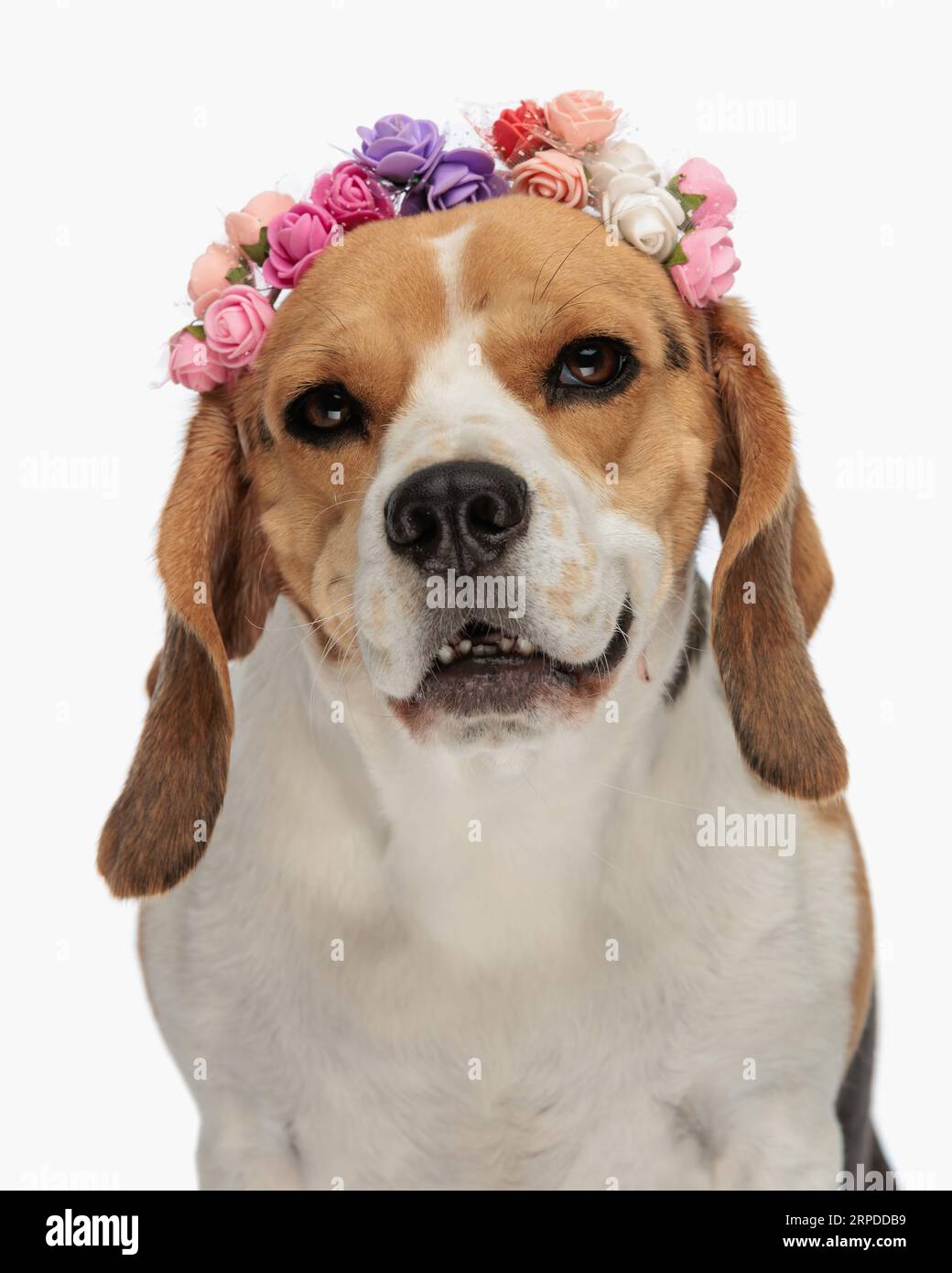 adorable beagle doggy wearing flowers headband and looking forward in ...
