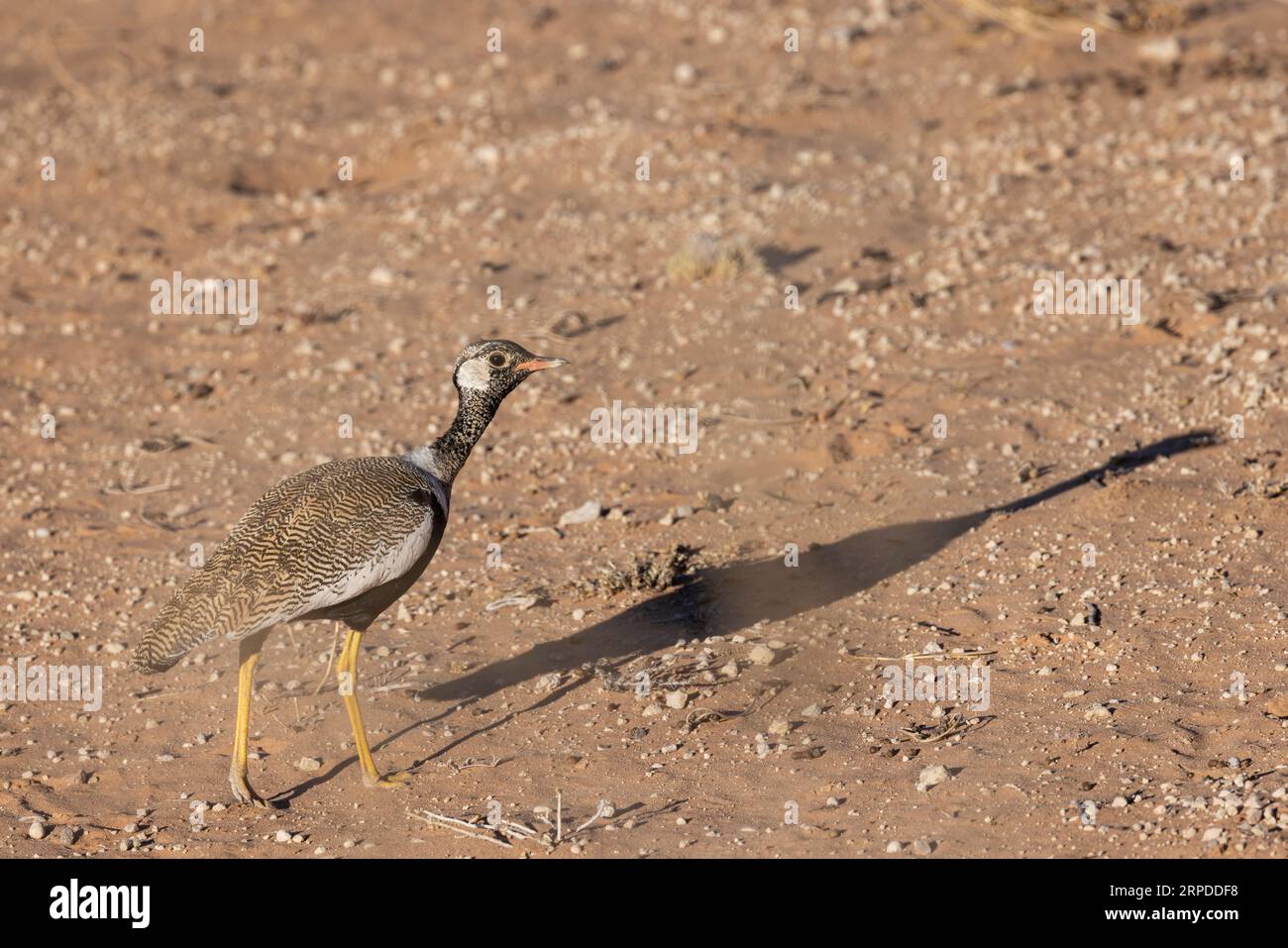 A side view of a male Southern black korhaan walking in the arid ...