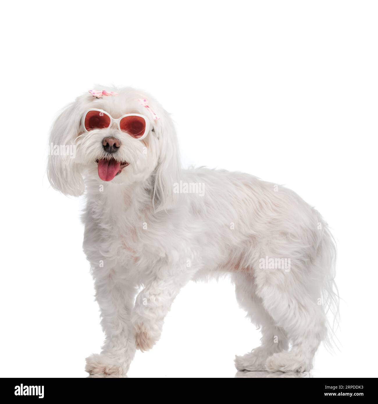 happy little bichon dog with sunglasses and pink bows sticking out ...