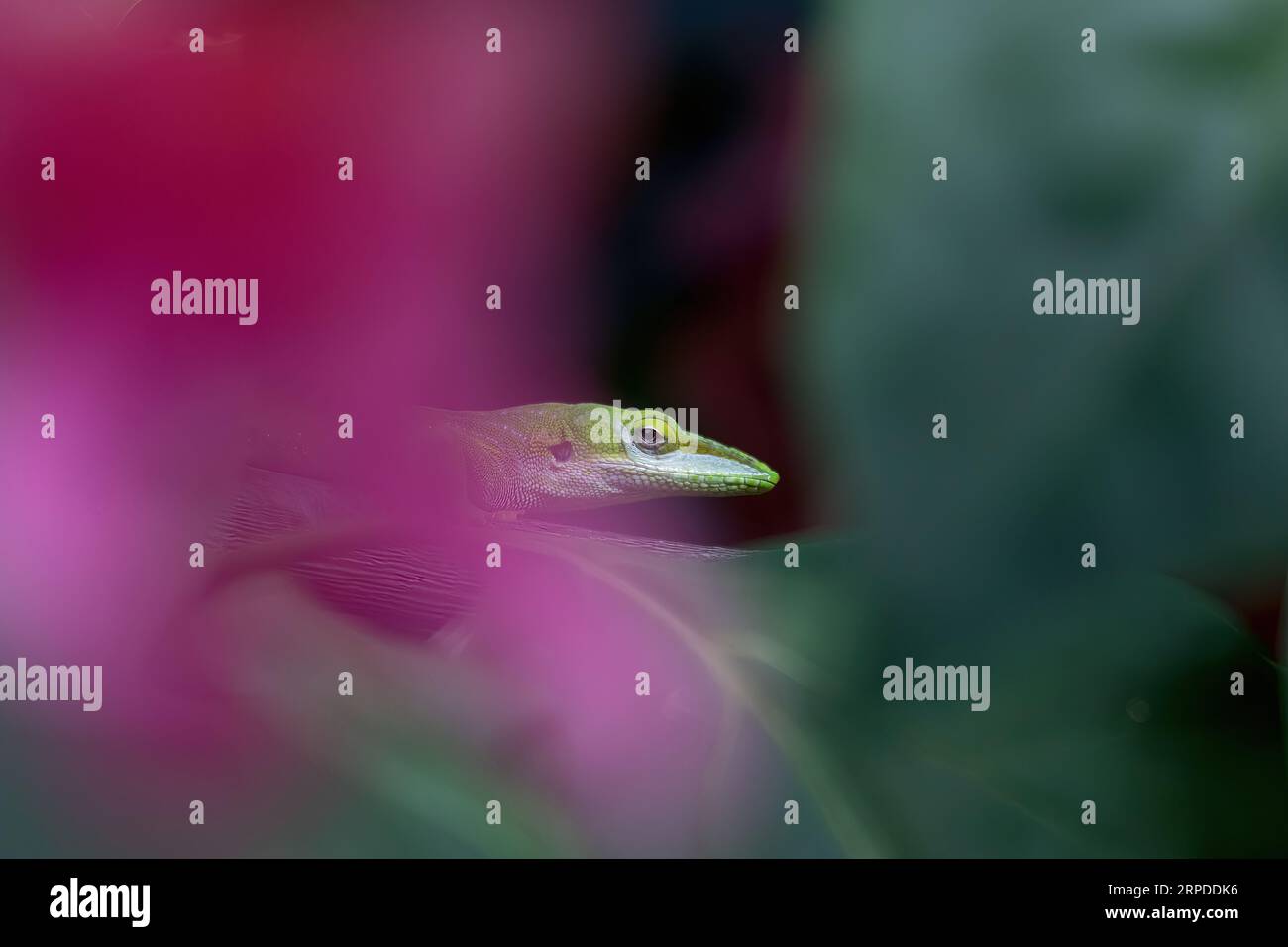 Cuban lizard hi-res stock photography and images - Alamy