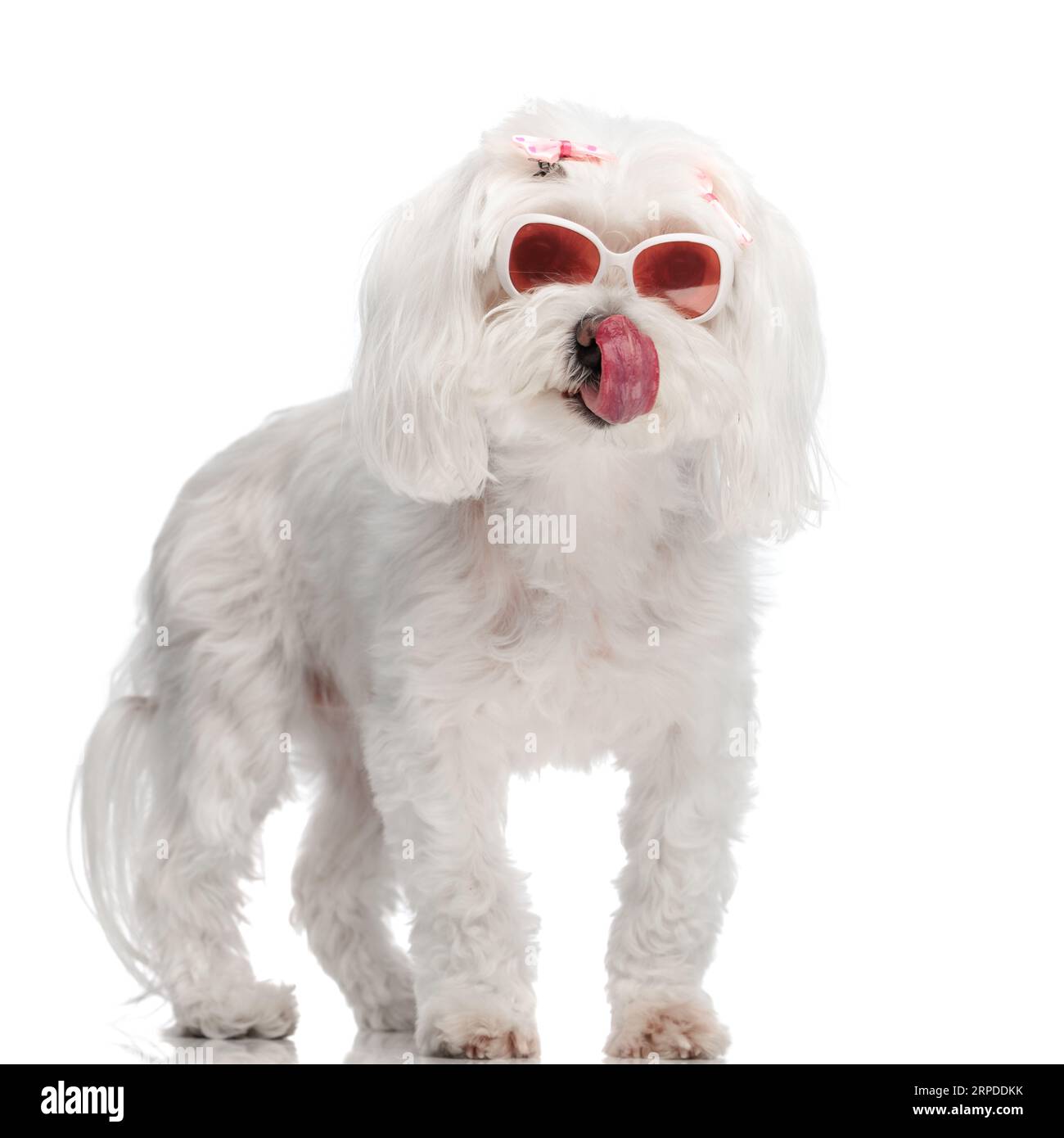 beautiful little bichon puppy with sunglasses and pink bows licking ...