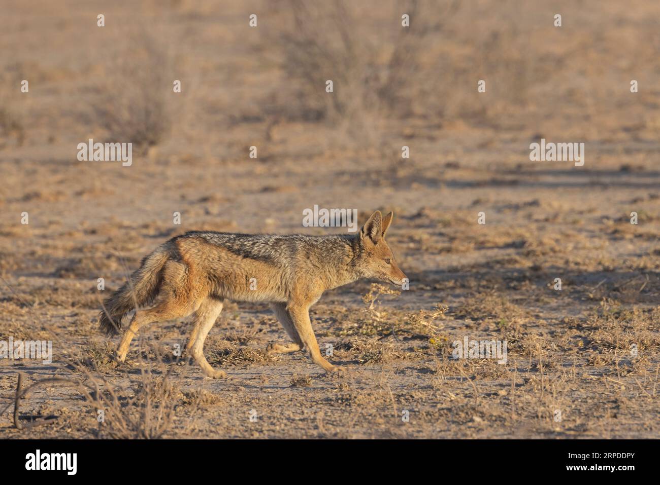 A side view of a Black-backed jackal trotting over the arid vegetation ...