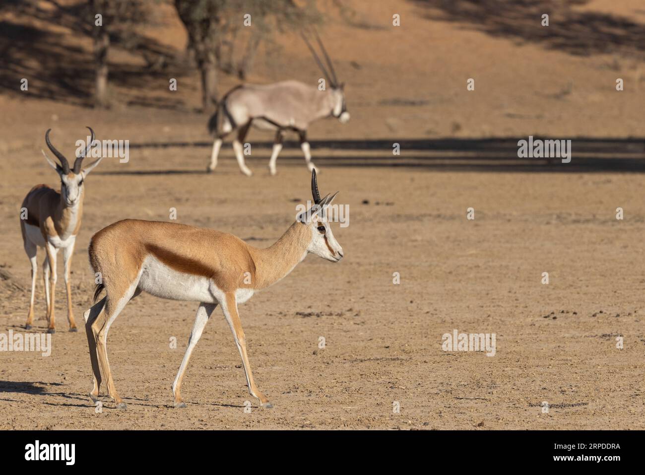 A side view of a springbok walking in the sunlight of the arid ...