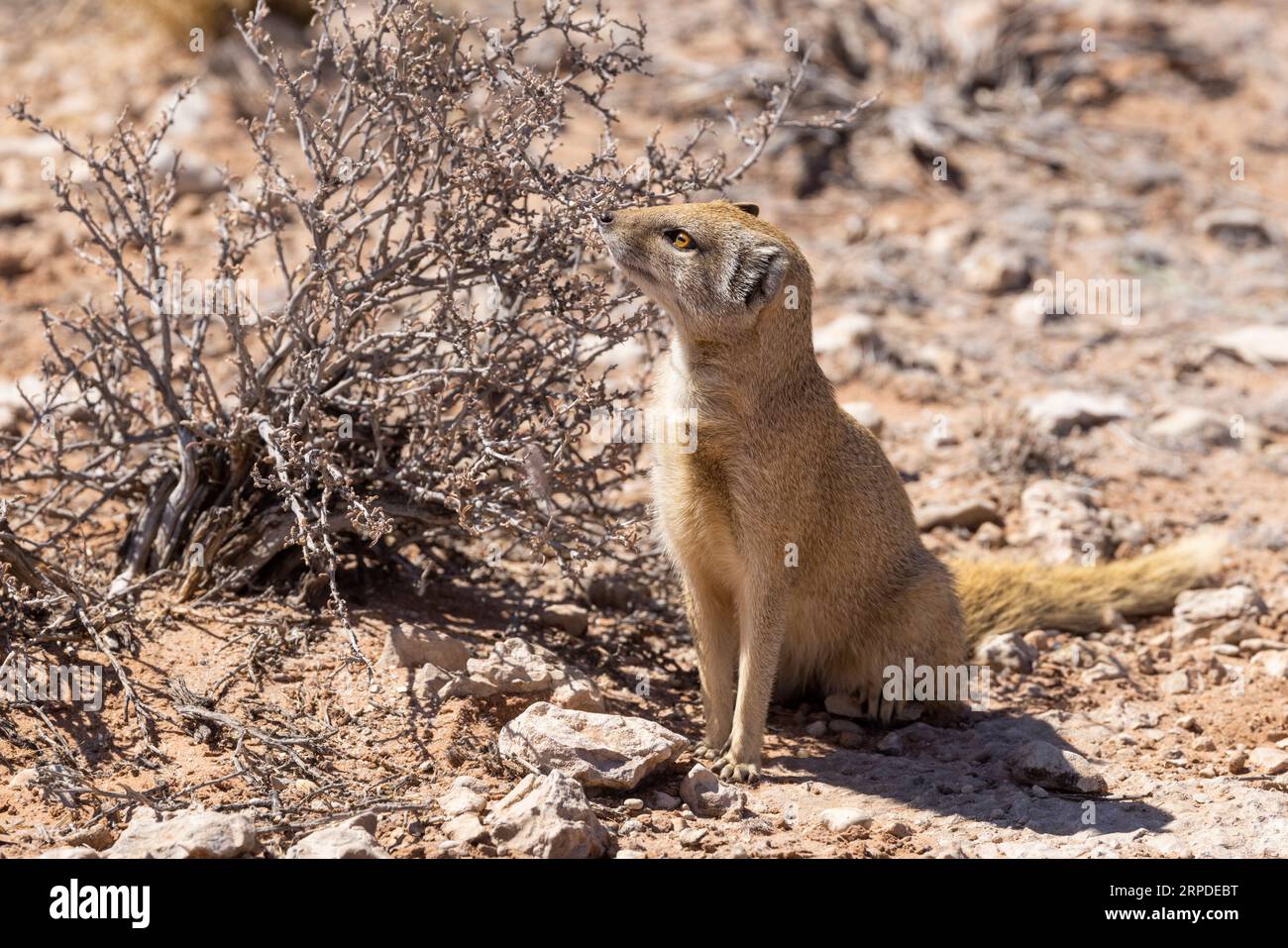 An adult Yellow Mongoose sits sunning itself in the winter sunlight in ...