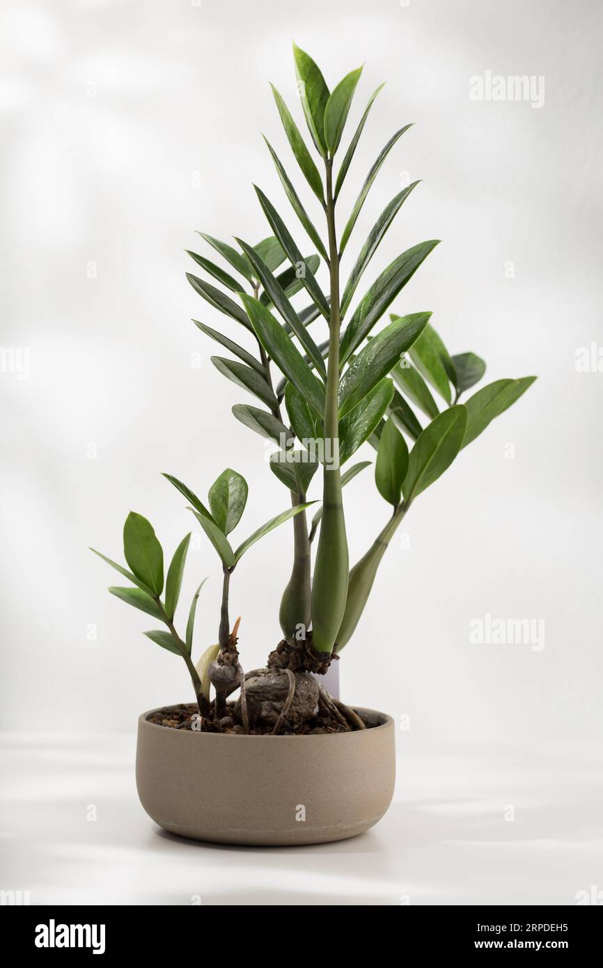 Zamioculcas zamiifolia small flower hi-res stock photography and images ...