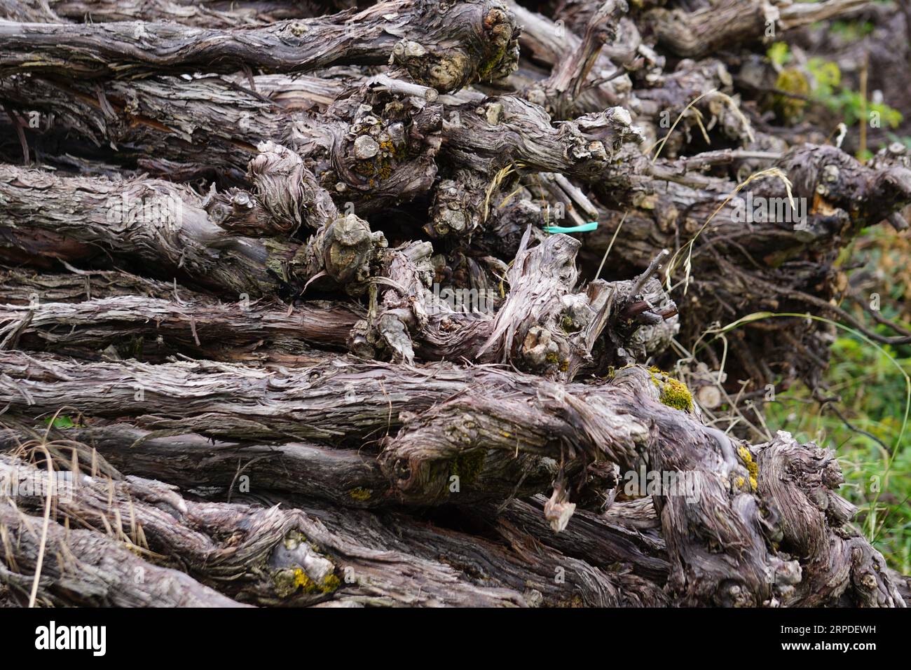 Large tree exposed roots hi-res stock photography and images - Alamy