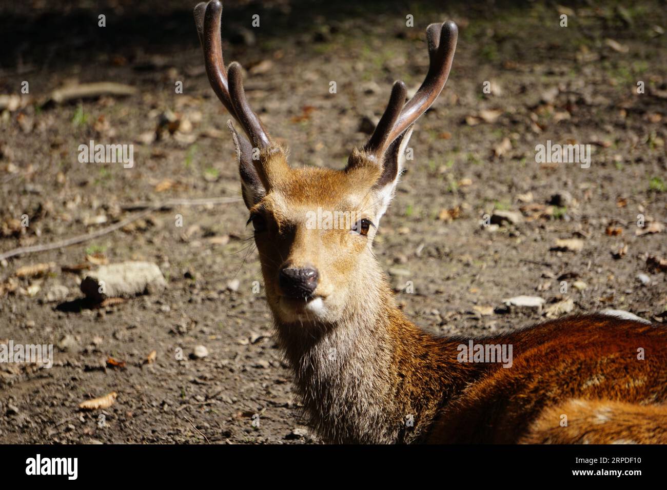 A majestic white-tailed deer with its magnificent antlers spread wide ...
