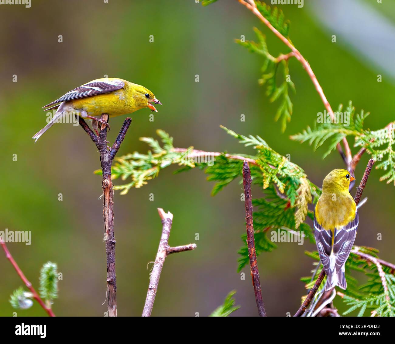 Goldfinch picture hi-res stock photography and images - Alamy