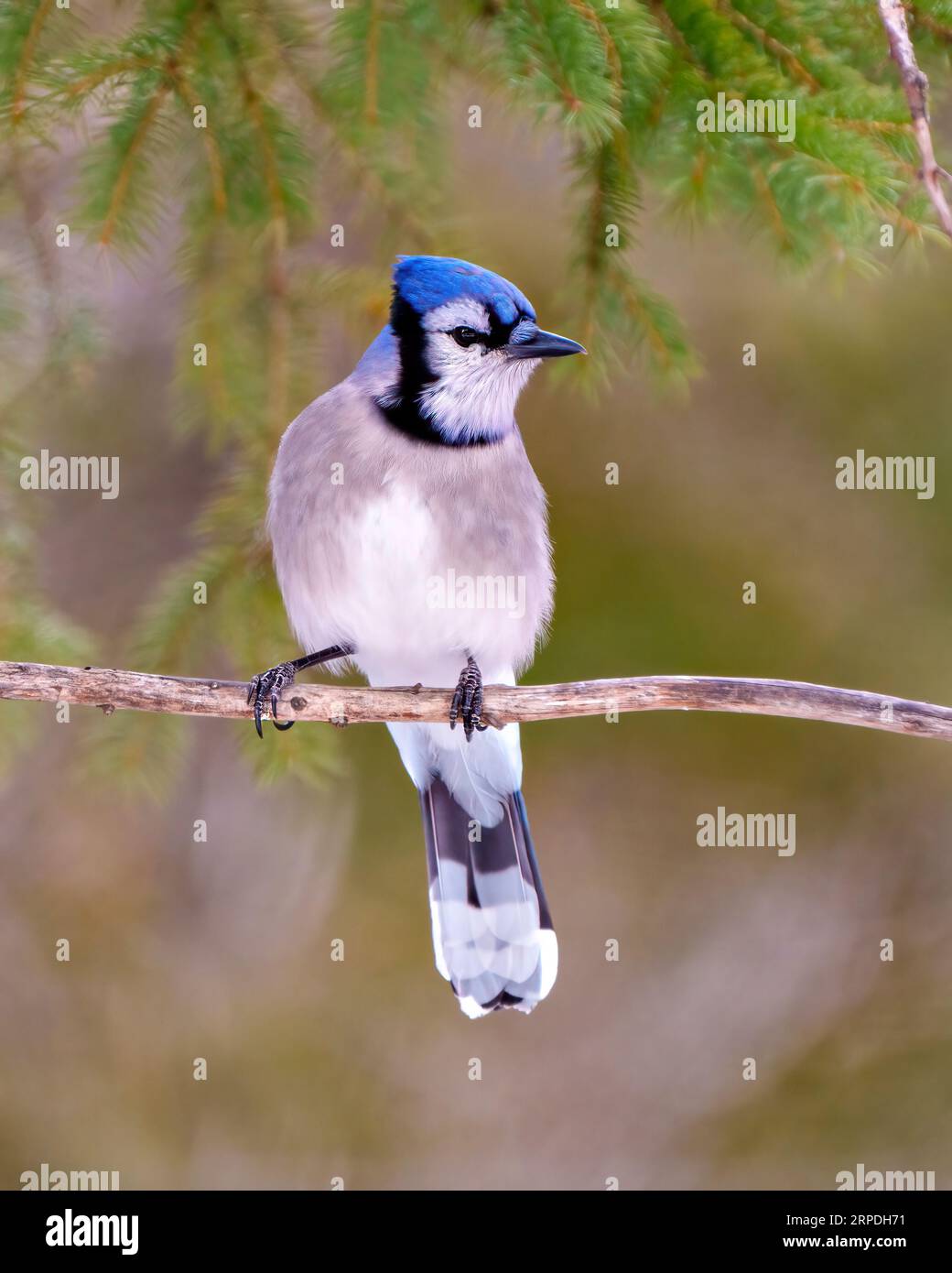 Blue Jay close-up front view perched on a branch with a blur soft ...