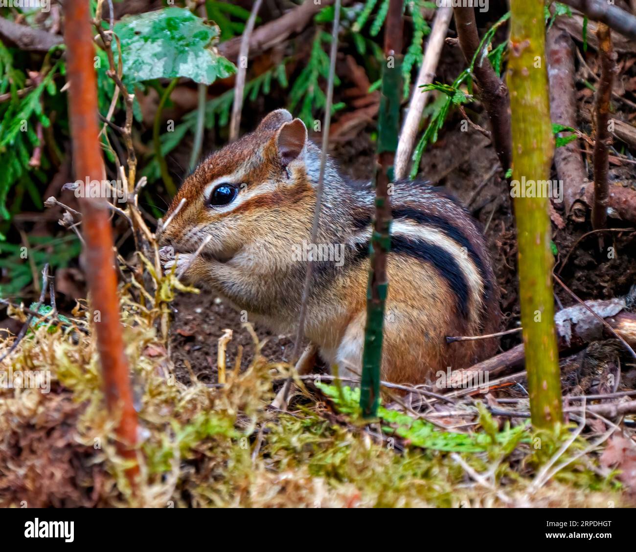 Chipmunk close-up side view sitting on moss and eating with a forest ...