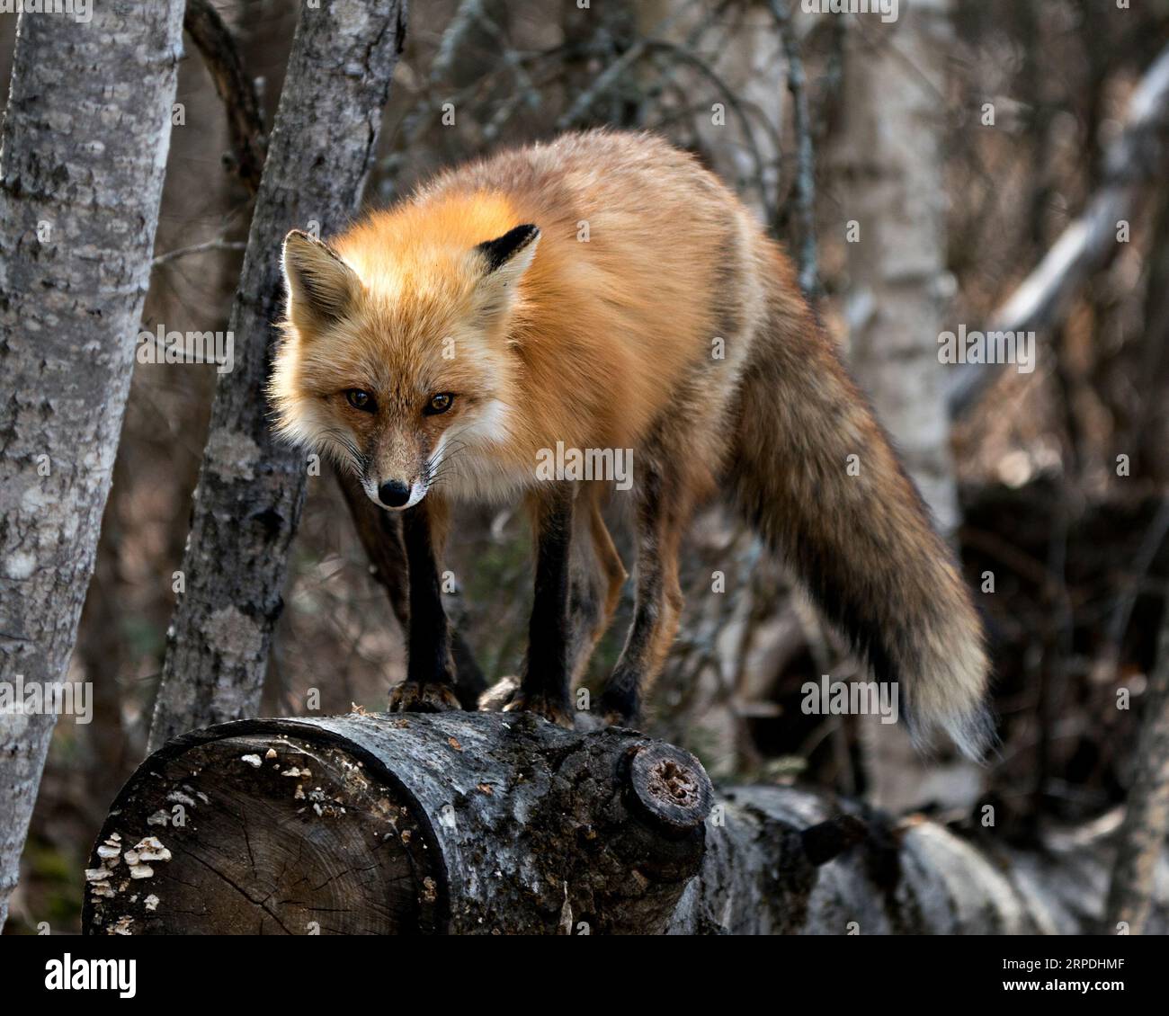 Red Fox close-up profile view standing on a log in the spring season ...