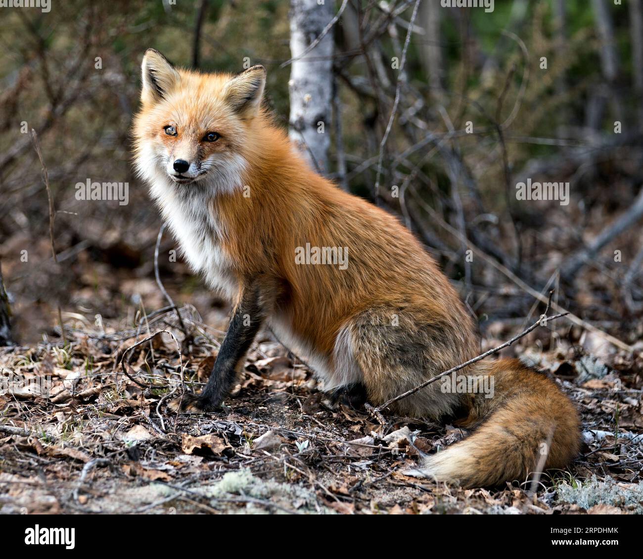 Red fox sitting on brown leaves background in the spring season ...