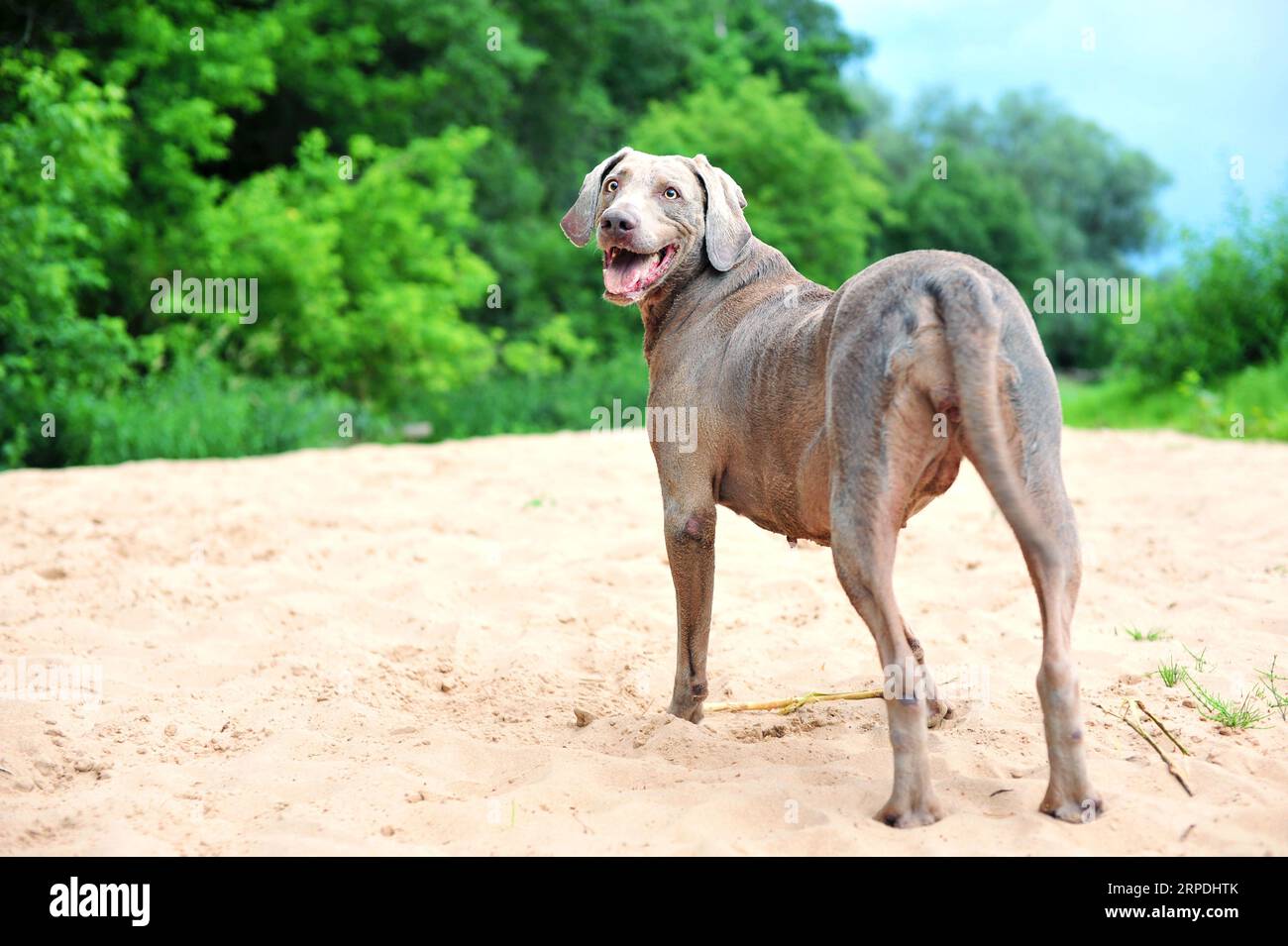 Purebred weimaraner playing with wooden stick. View from backside ...