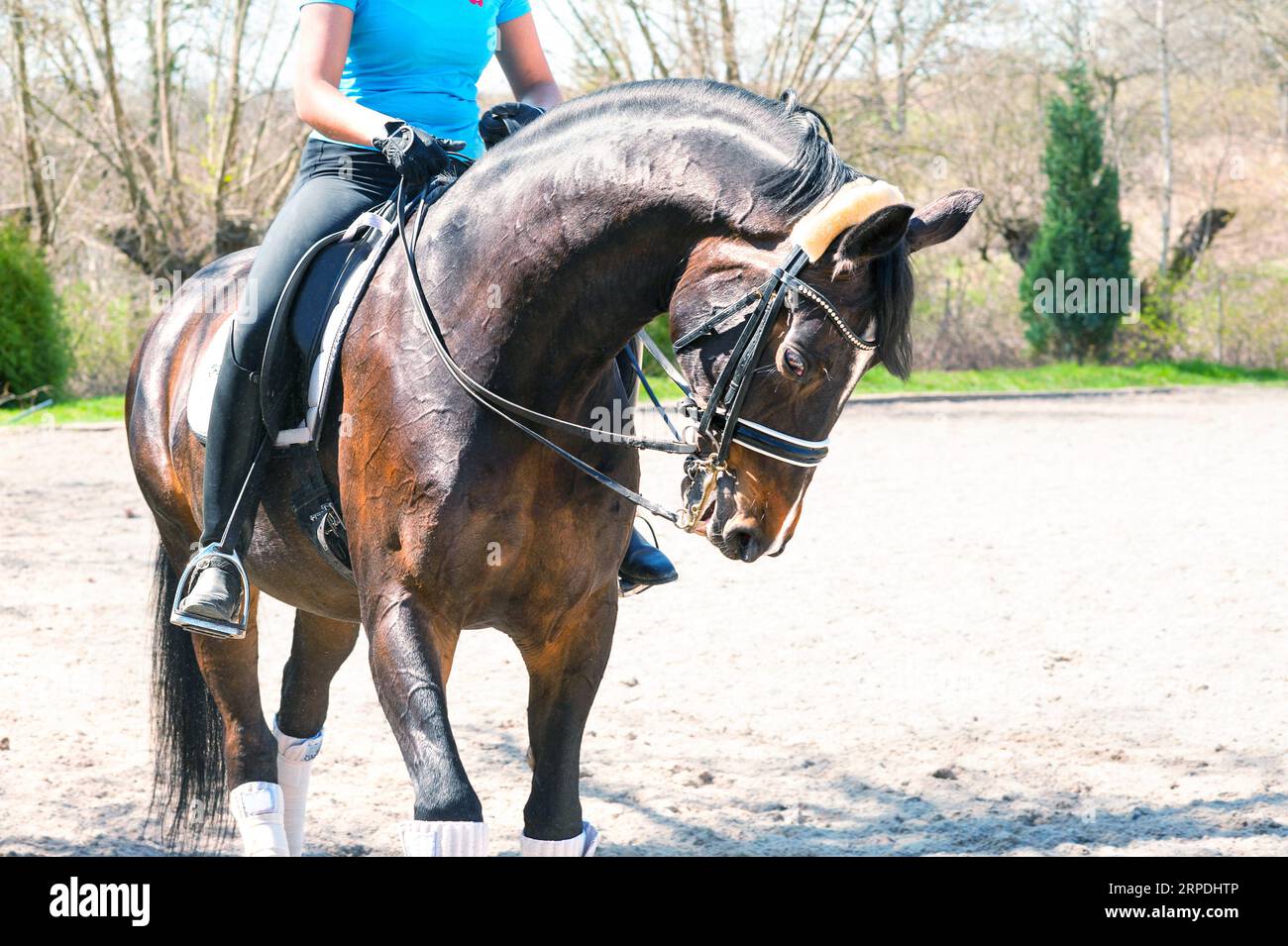 Stallion dressage for competition with riding trainer on it ...