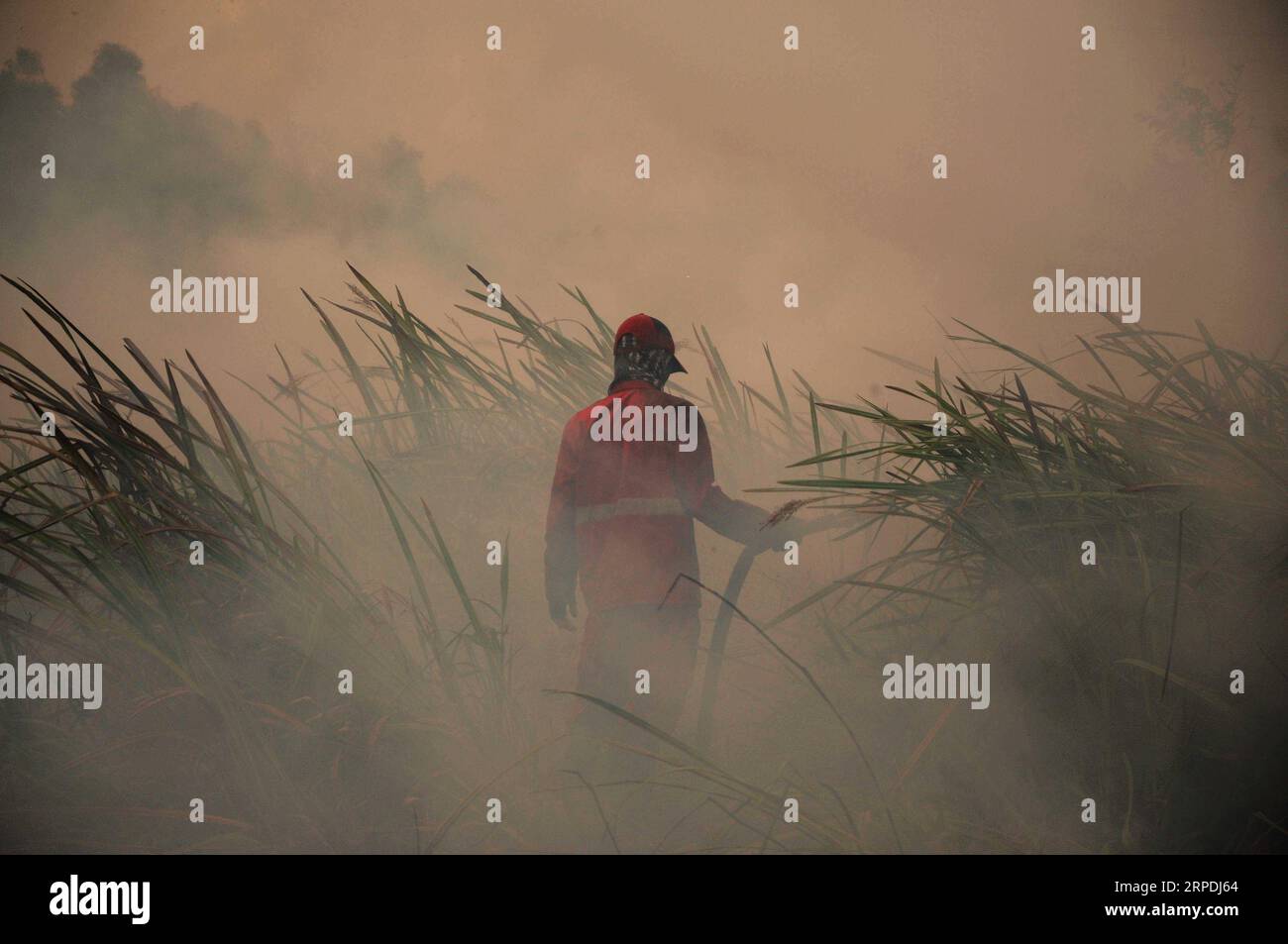 Sumatra peat hi-res stock photography and images - Alamy