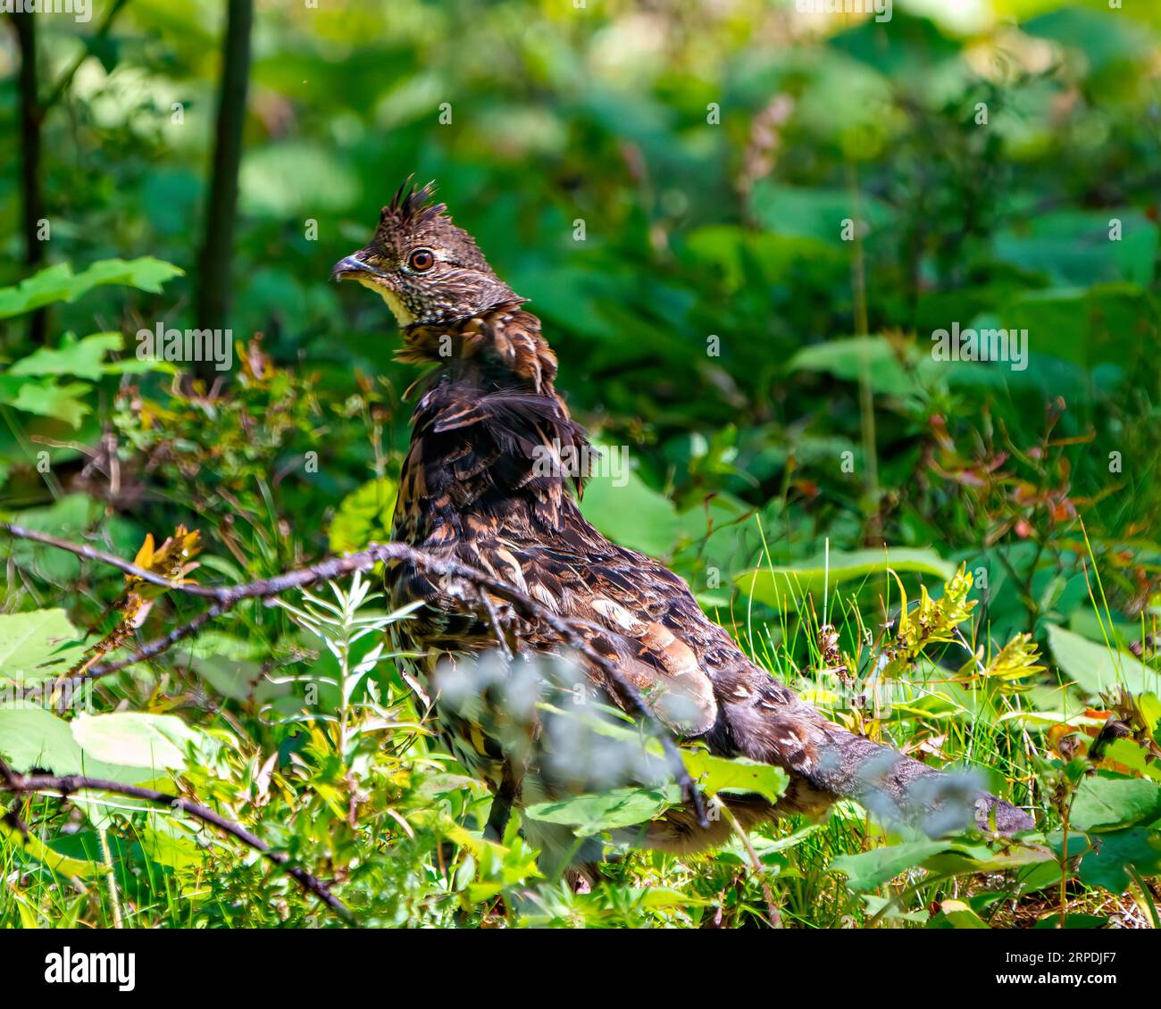 Partridge male ruffed grouse struts mating plumage in the forest with a ...