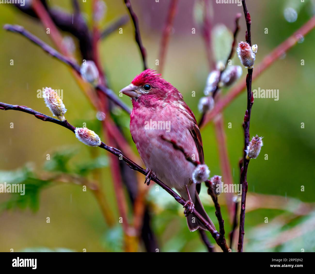 Finch male close-up front view, perched on a spring bud branch ...