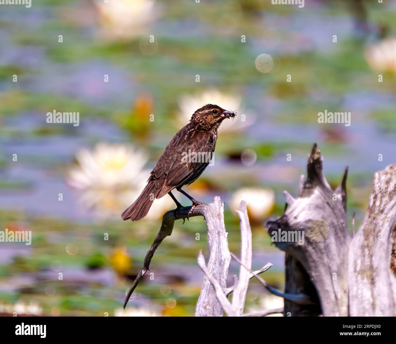 Red-Winged Blackbird juvenile close-up side view, perched on a tree ...