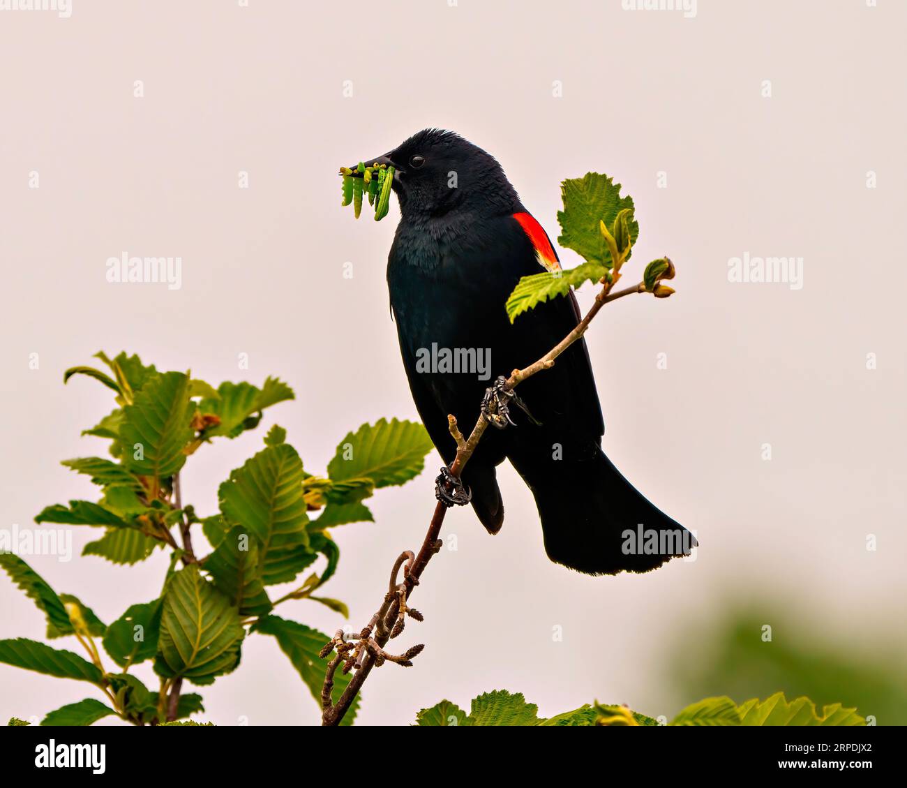 Red-Winged Blackbird male close-up side view perched with green worms ...