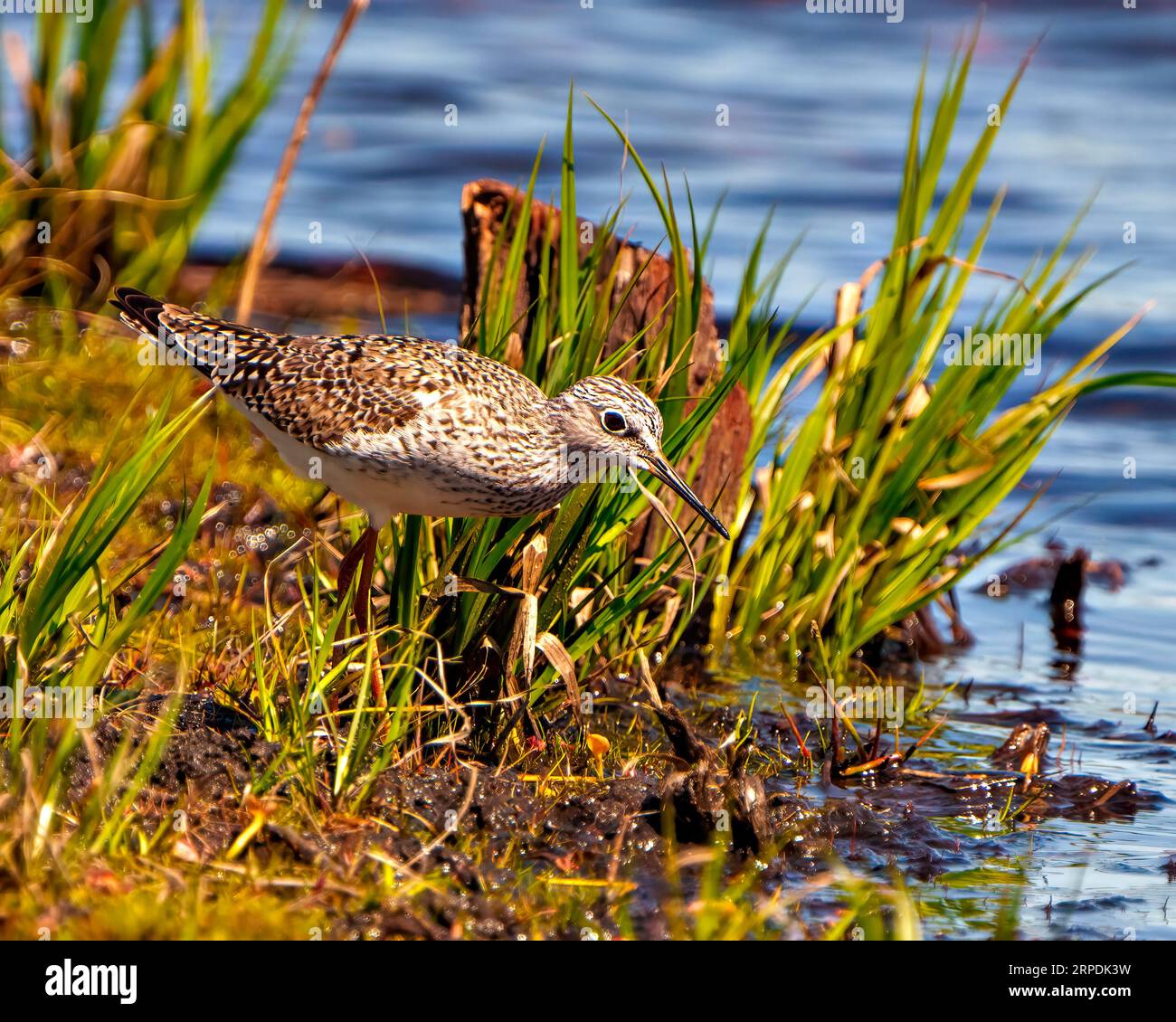 Common Sandpiper close-up side view foraging for food in a marsh ...