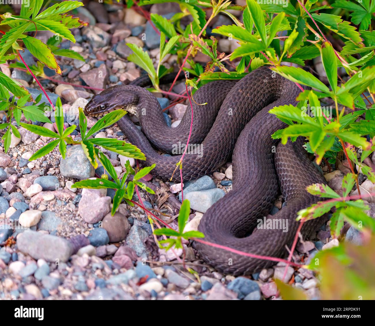 Snake looking at camera hi-res stock photography and images - Alamy