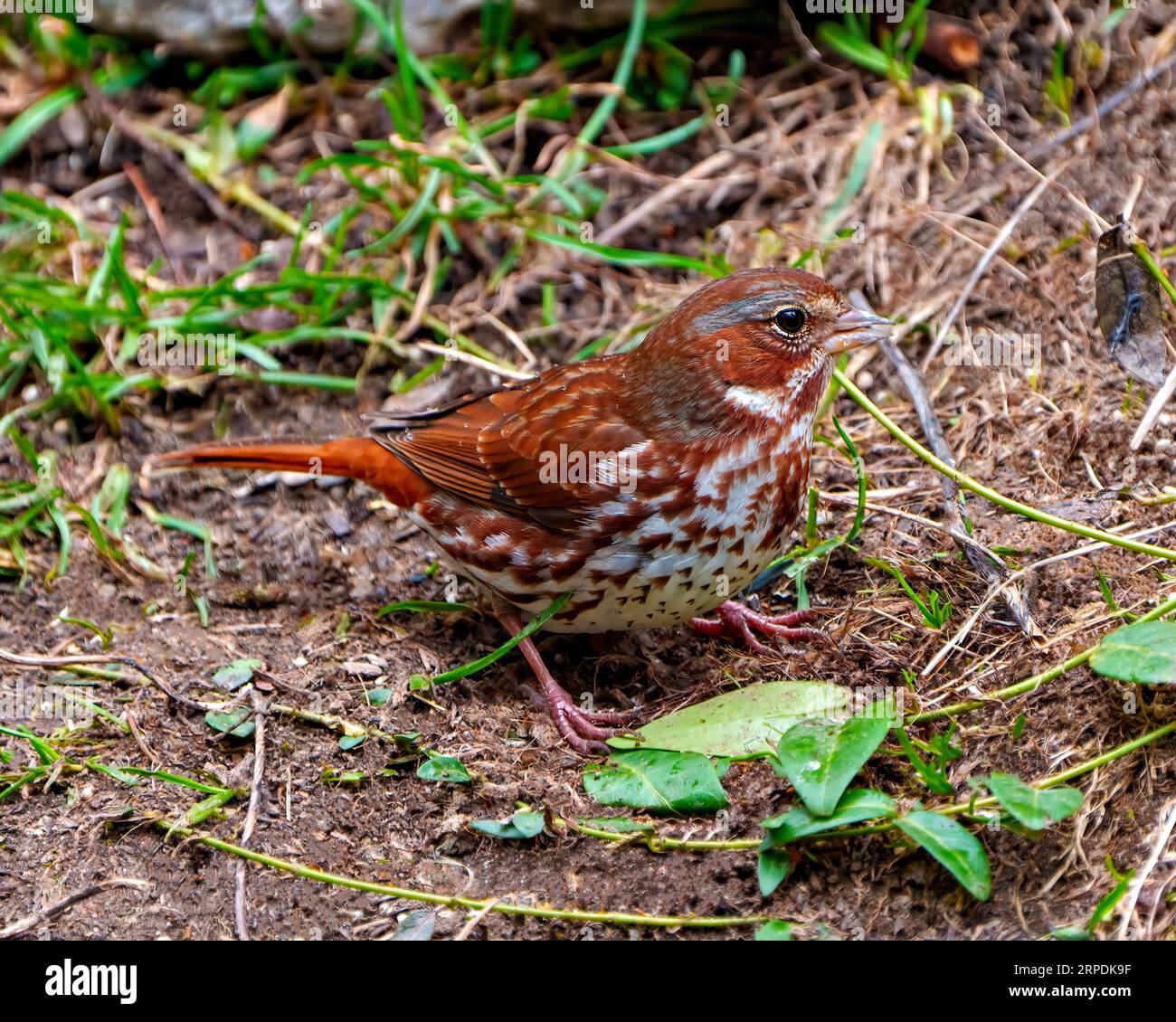 Fox sparrow hi-res stock photography and images - Alamy