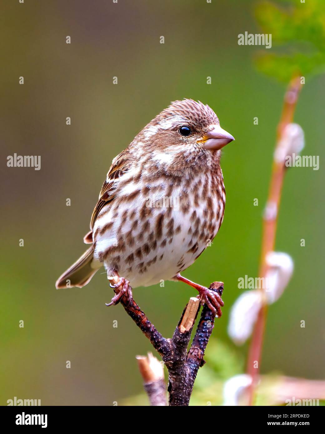 Sparrow book cover image bird hi-res stock photography and images - Alamy