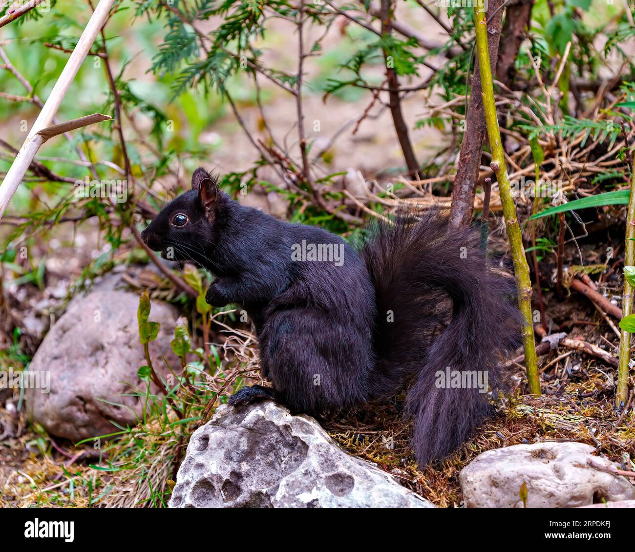 Squirrel close-up side view standing on ground with rocks and moss and ...