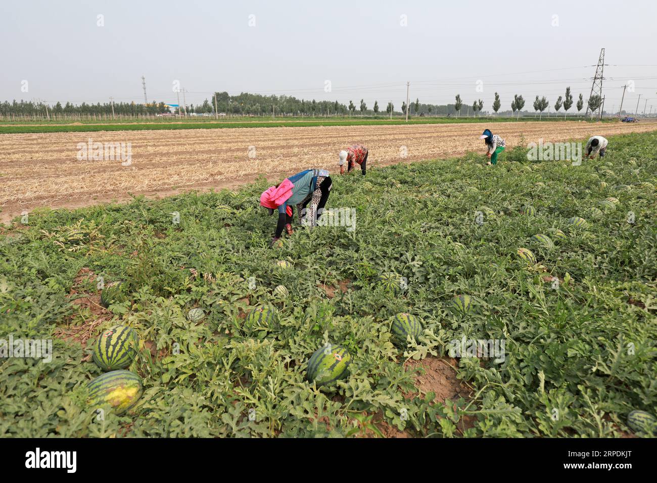 Melon farm china hi-res stock photography and images - Alamy