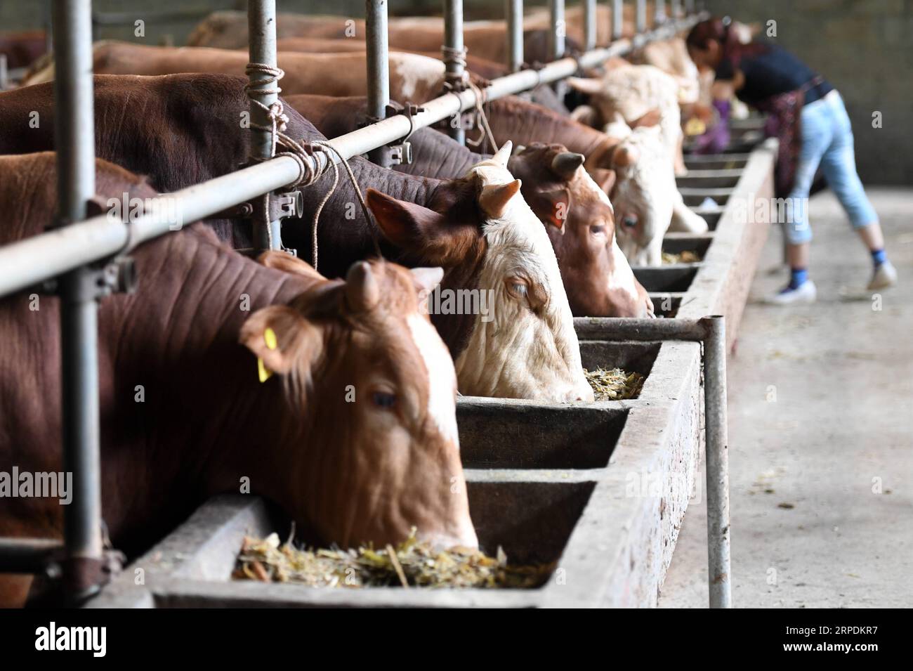 Modern cattle farms hi-res stock photography and images - Alamy