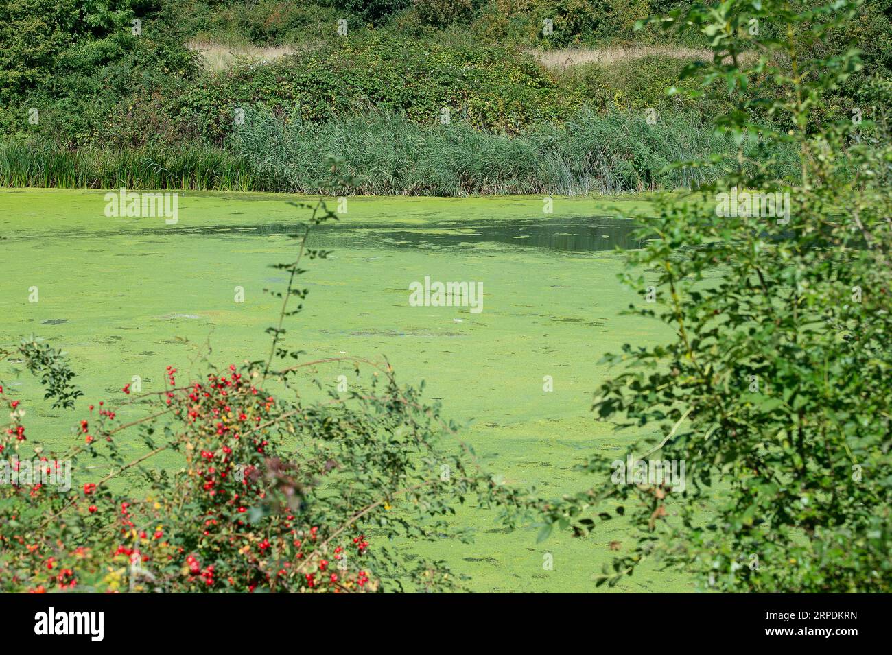 Slough, Berkshire, UK. 4th September, 2023. It was a very hot day in ...