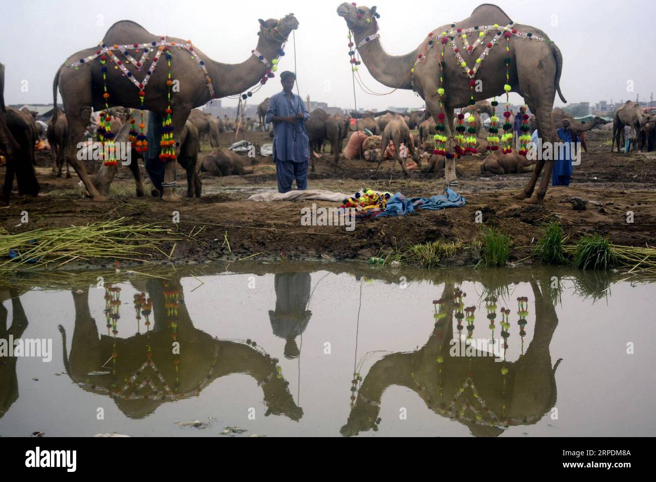 Camels lahore hi-res stock photography and images - Alamy