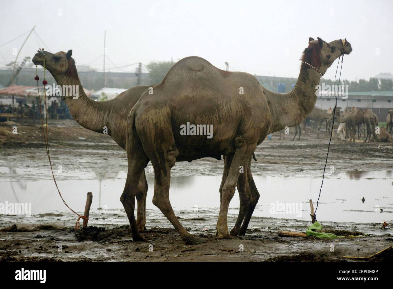 Camels lahore hi-res stock photography and images - Alamy