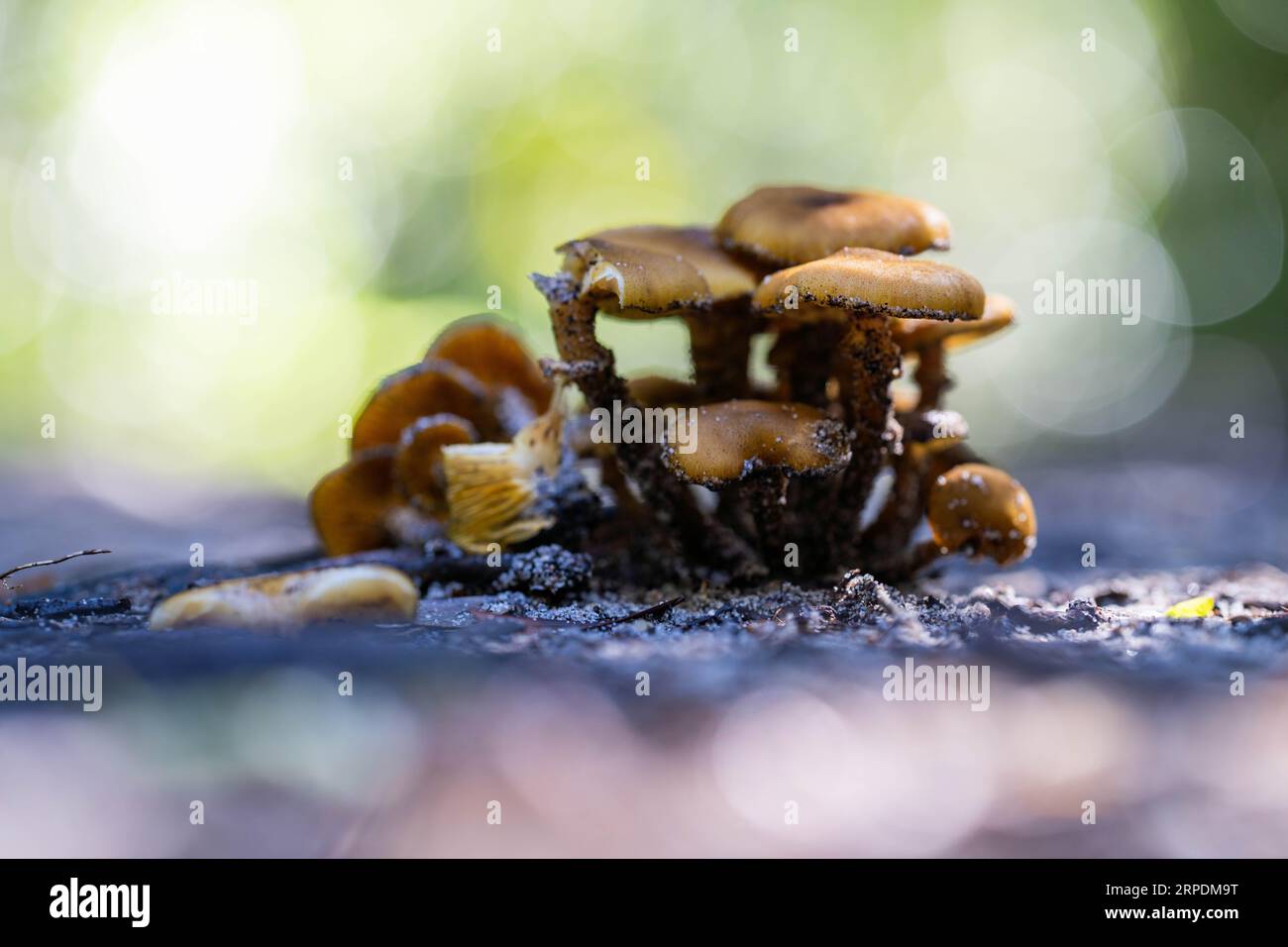 beautiful mushrooms australia in the bush in spring Stock Photo - Alamy