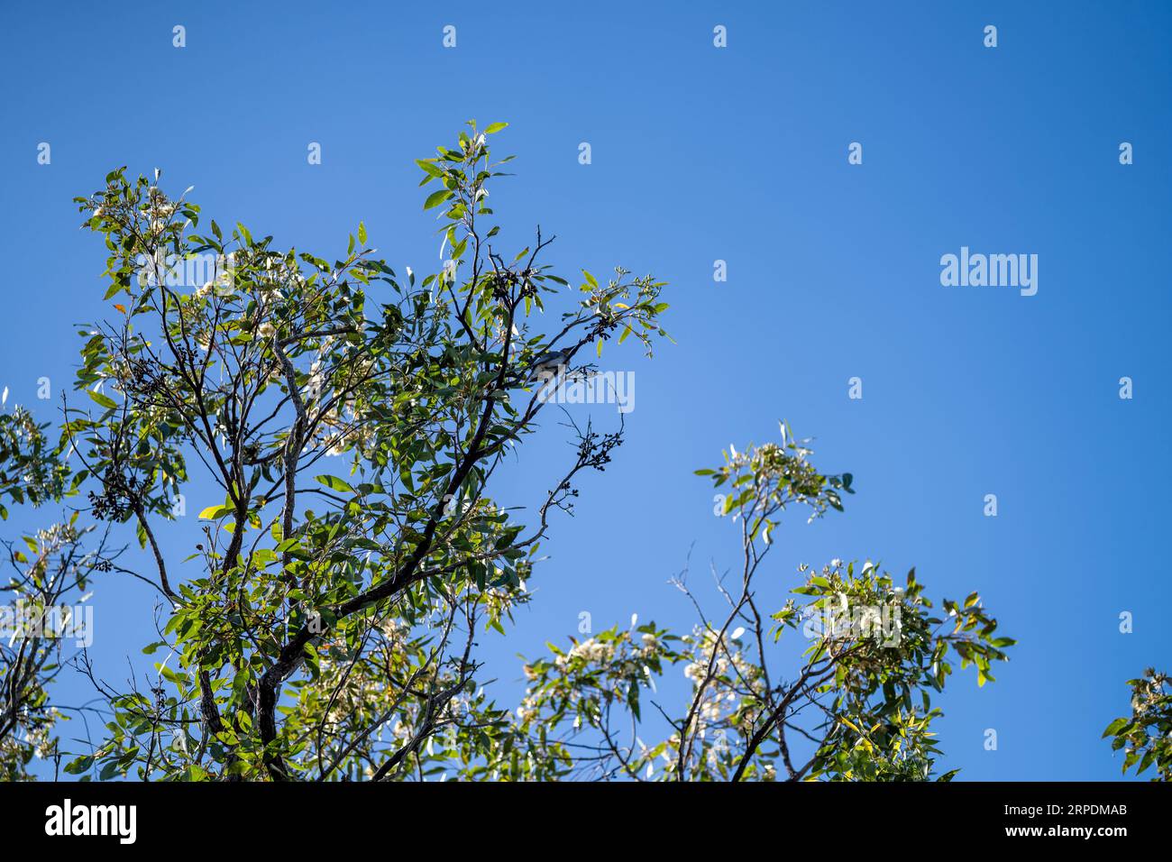 Native forest bush hills hi-res stock photography and images - Alamy