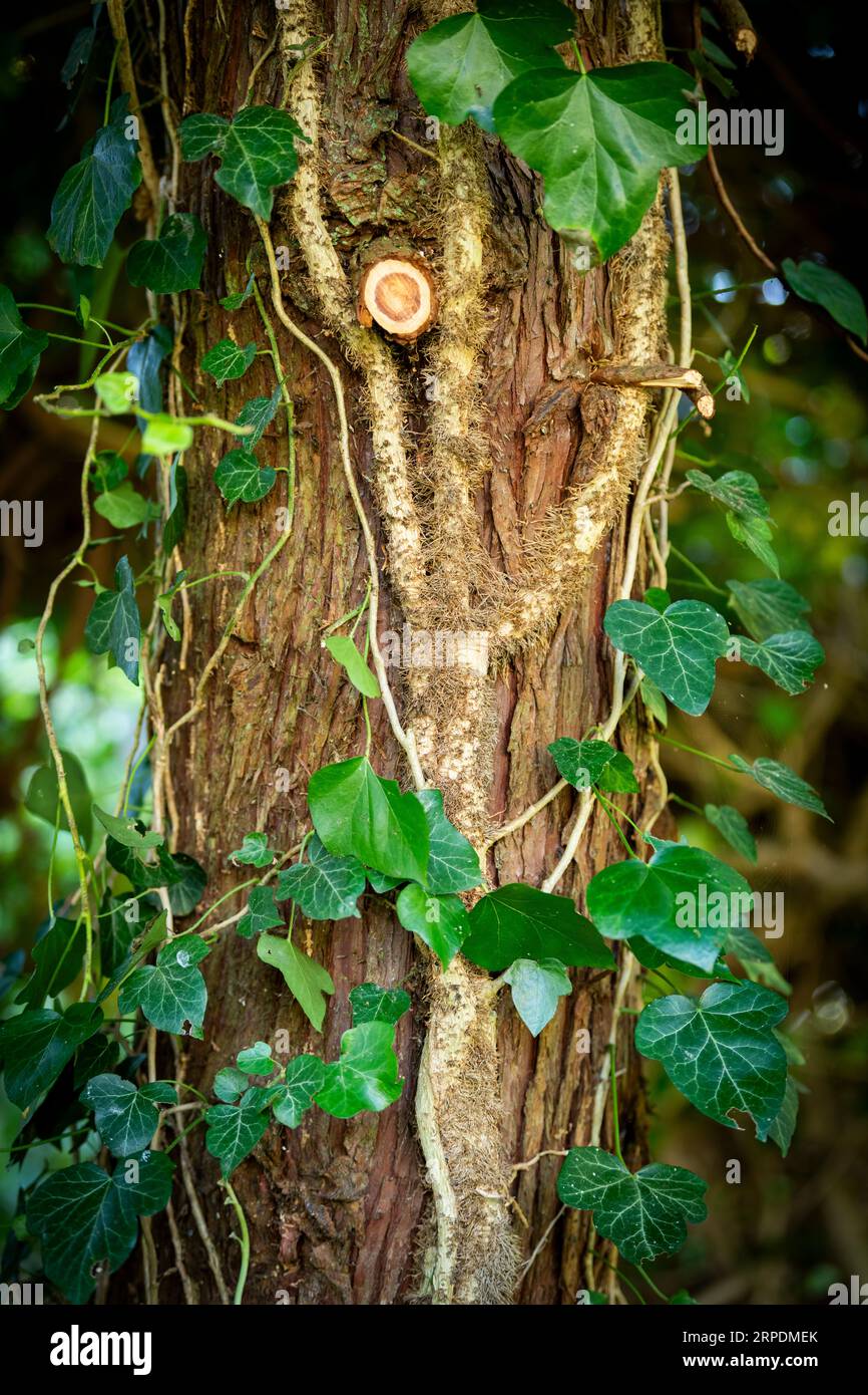 Ivy leaf climbing deciduous tree hi-res stock photography and images ...