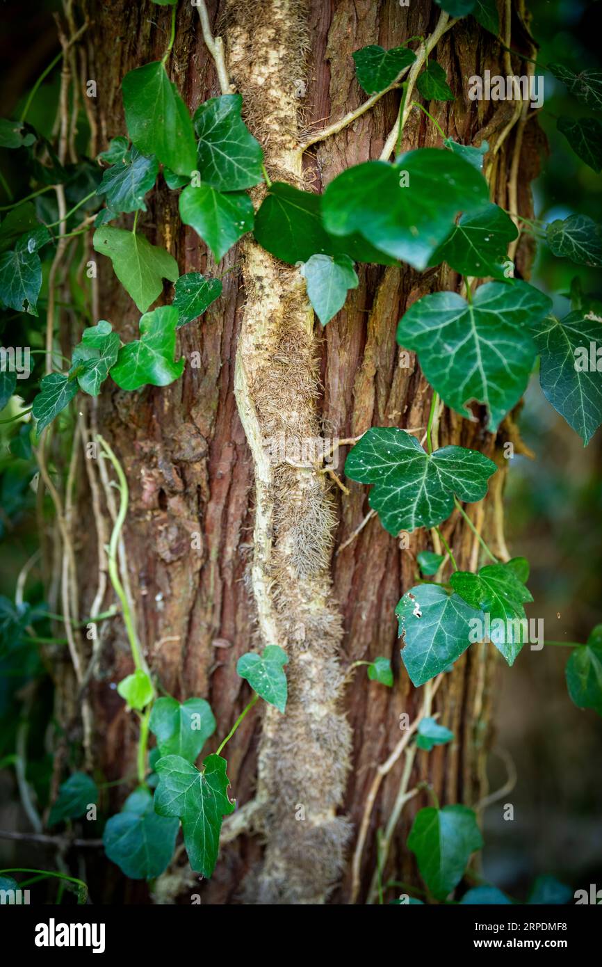 Ivy Climbing a conifer tree Stock Photo - Alamy