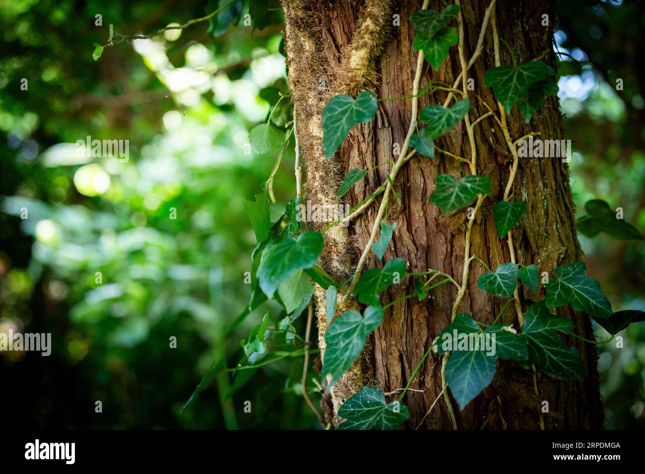 Trees entwined with ivy hi-res stock photography and images - Alamy