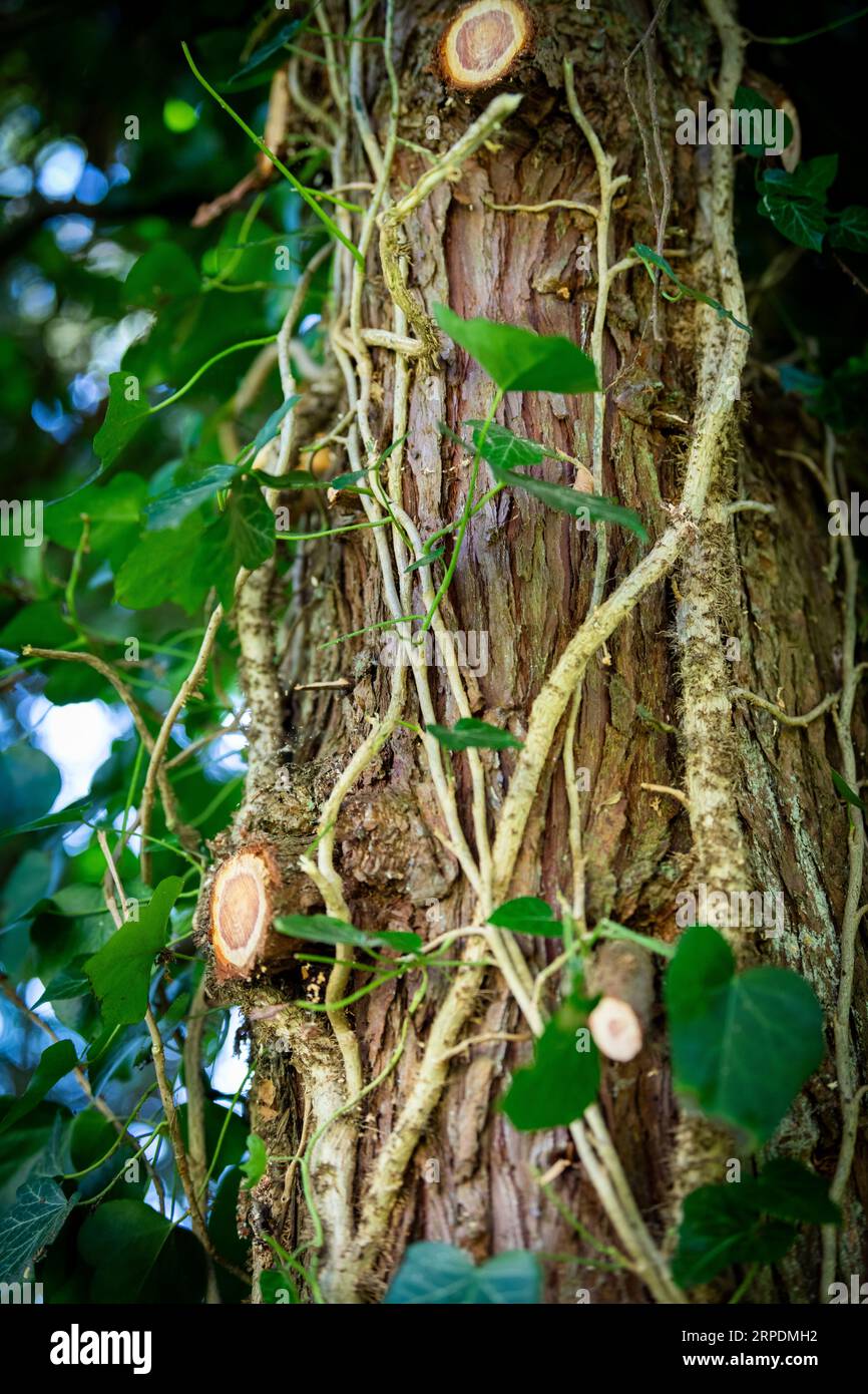 Trees entwined with ivy hi-res stock photography and images - Alamy