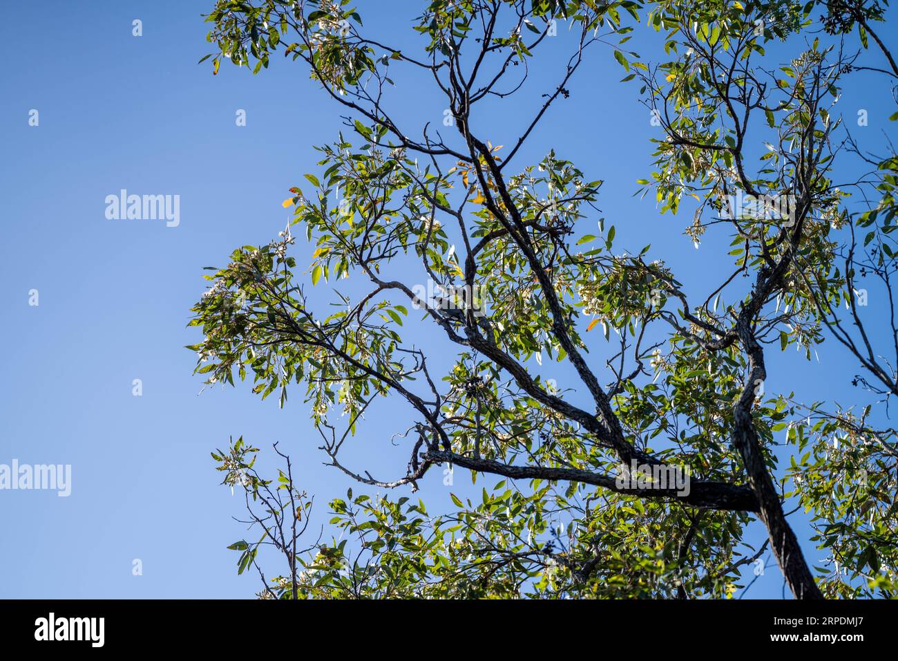 forest in australia in the native bush in spring Stock Photo - Alamy