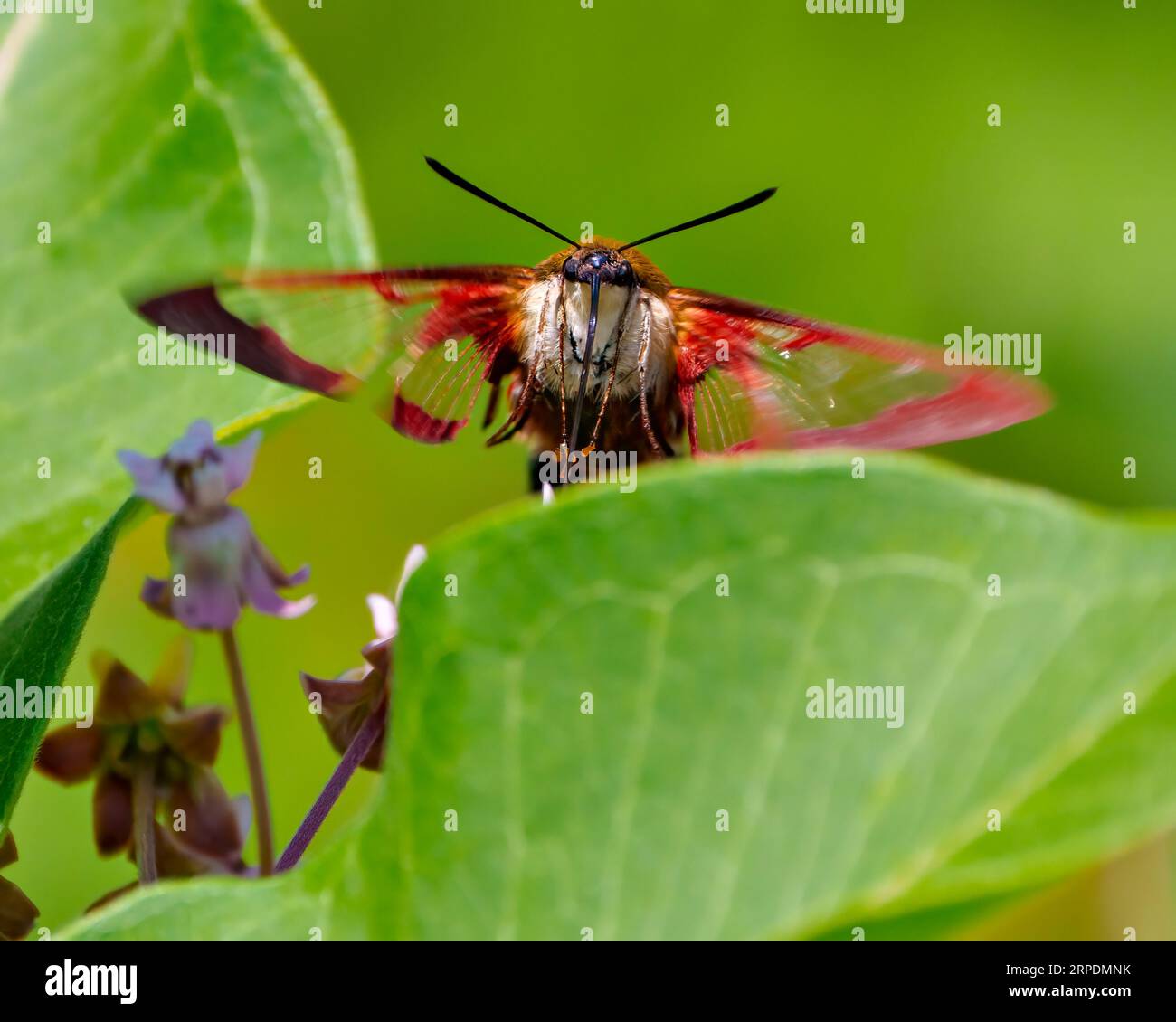 Hummingbird Clear wing Moth close-up front view fluttering over a leaf ...