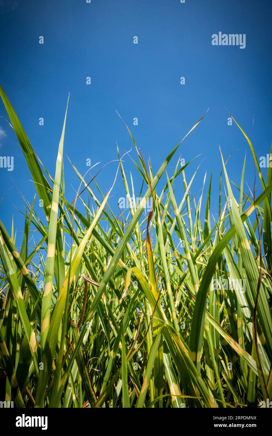 Chinese reed miscanthus sinensis hi-res stock photography and images ...