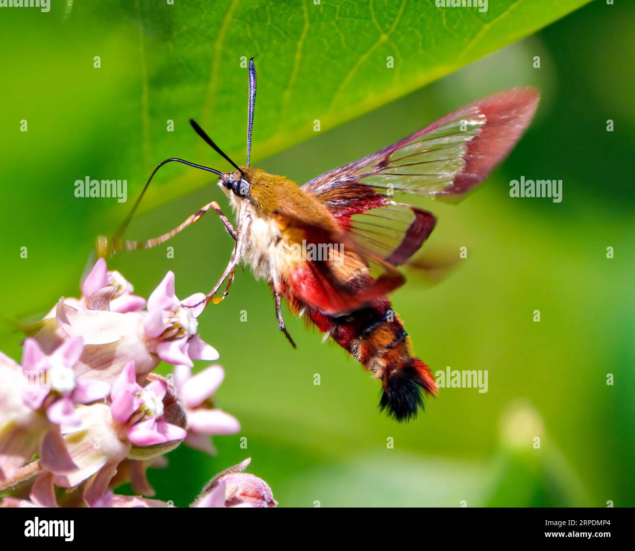 Hummingbird Clear wing Moth close-up side view fluttering over a ...