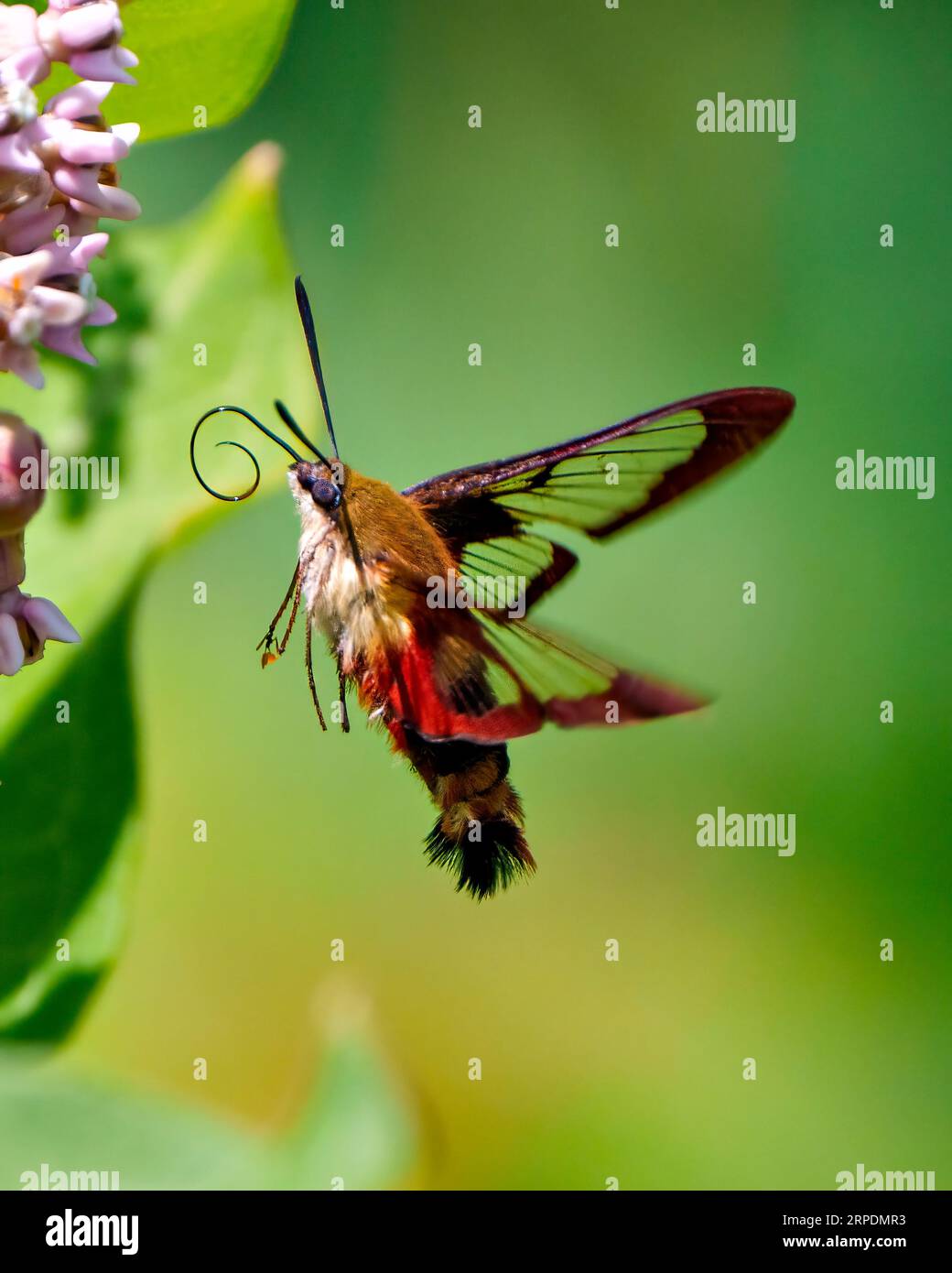 Hummingbird Clear wing Moth close-up side view fluttering over a ...
