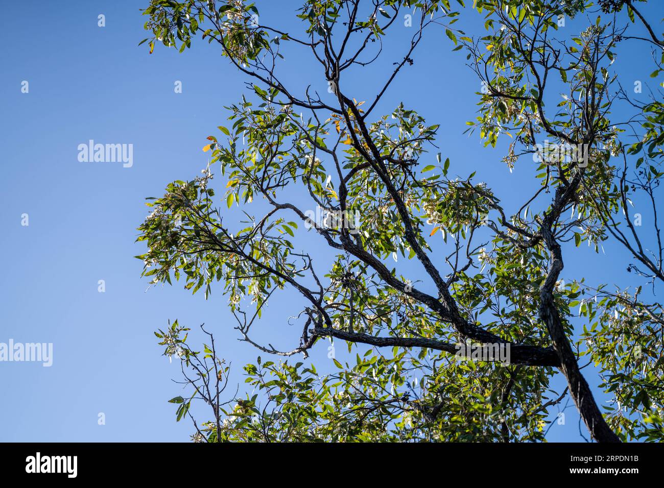 Native forest bush hills hi-res stock photography and images - Alamy