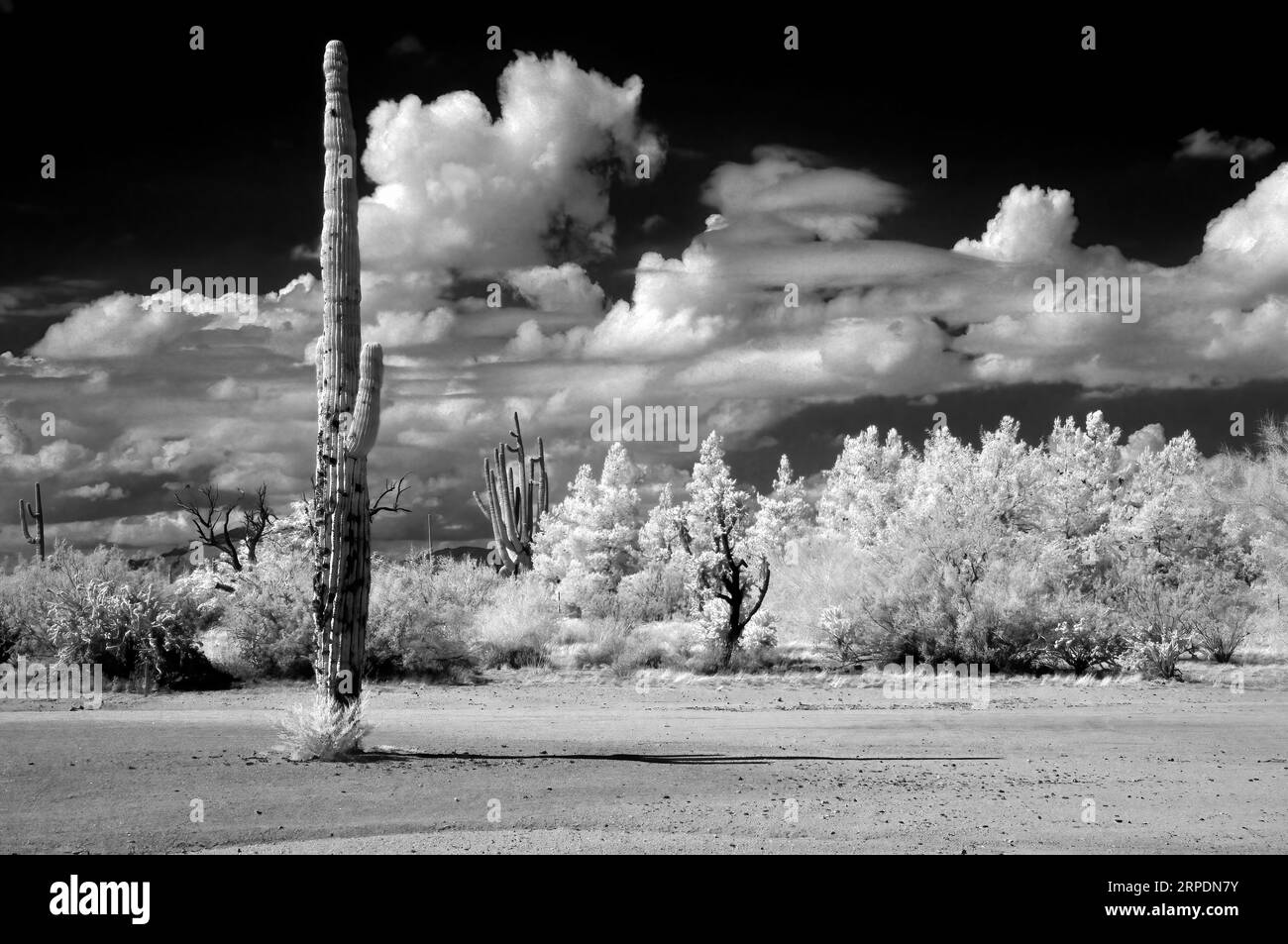 Infrared black and white image Sonora desert in central Arizona USA ...