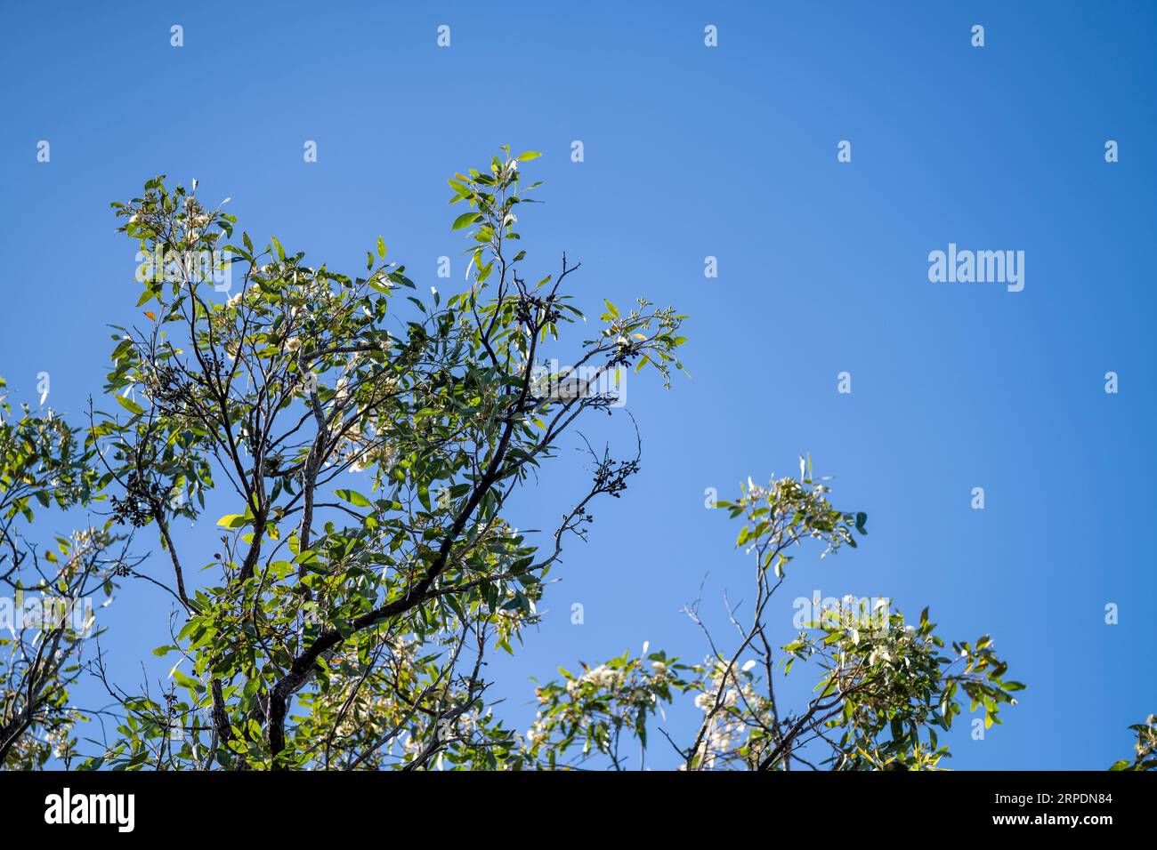 Native forest bush hills hi-res stock photography and images - Alamy